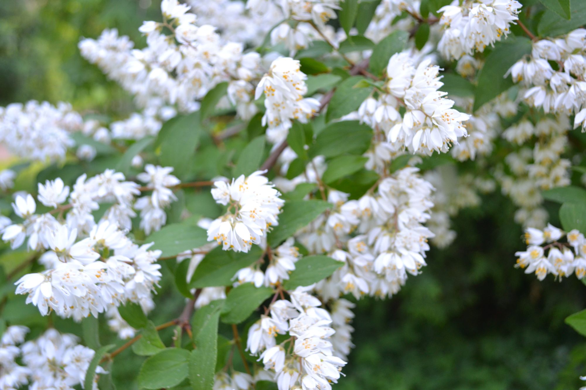 Šiurkščioji deucija (Deutzia scabra)