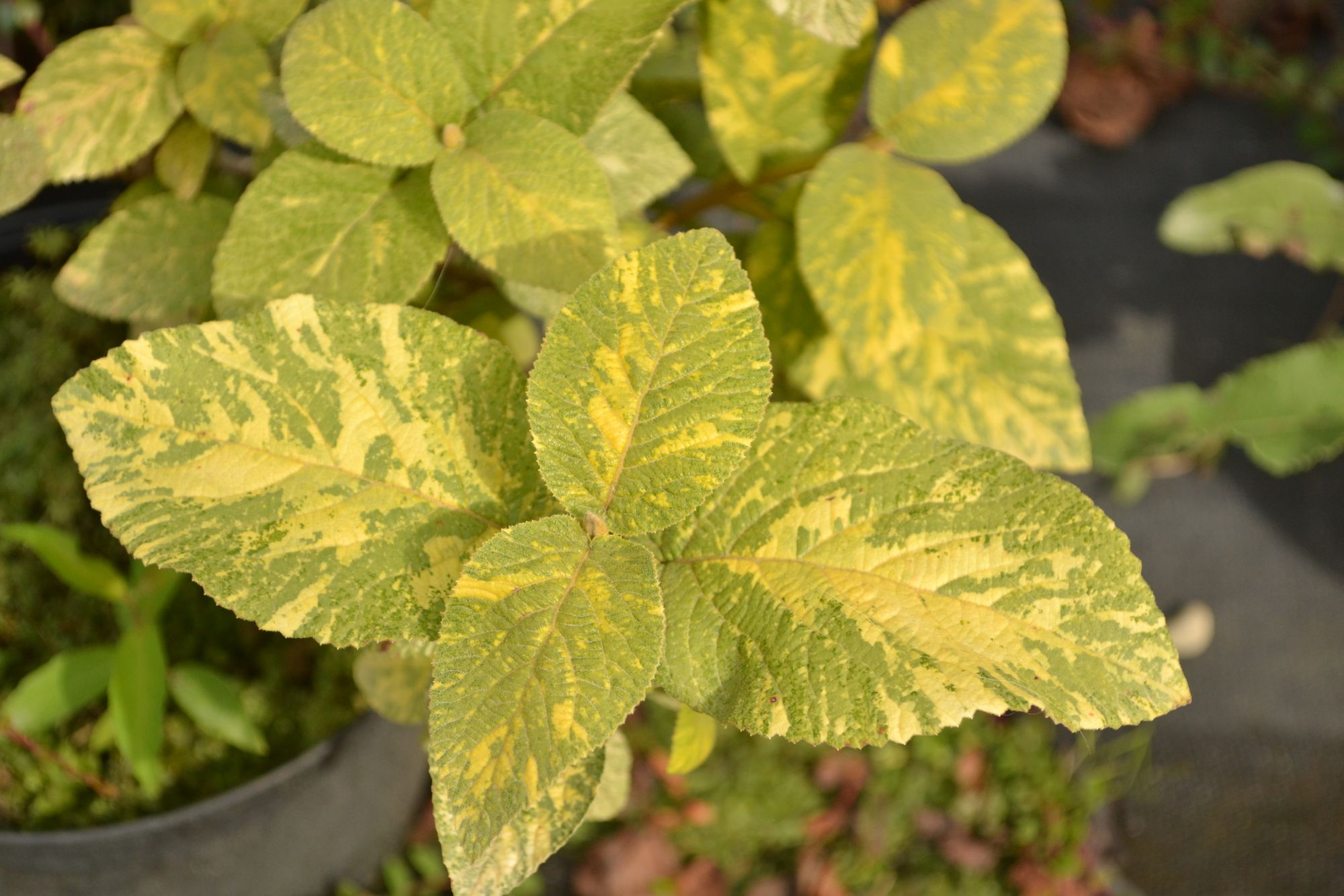 Sodinis putinas 'Aureovariegata' (Viburnum lantana)