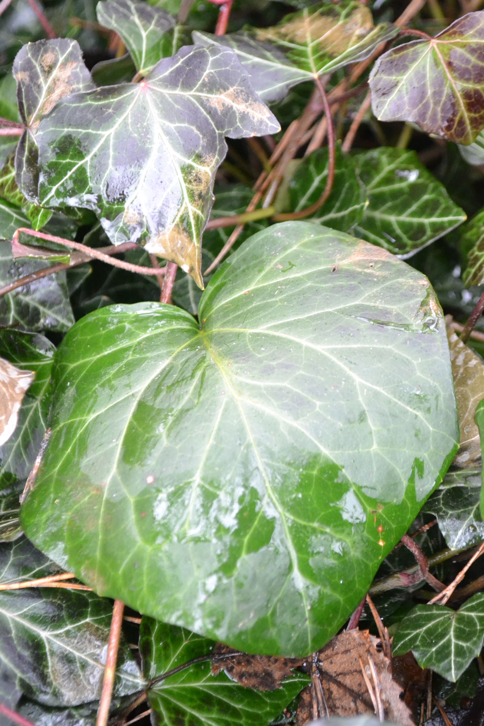Kolchidinė gebenė (Hedera colchica)