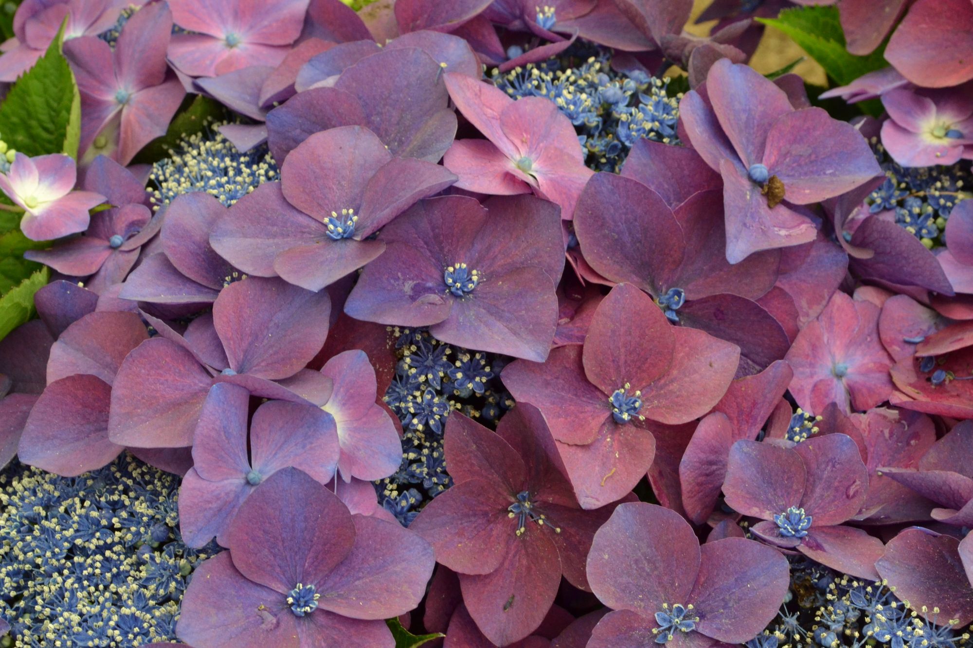 Didžialapė hortenzija 'Kardinal Violet' (Hydrangea macrophylla)