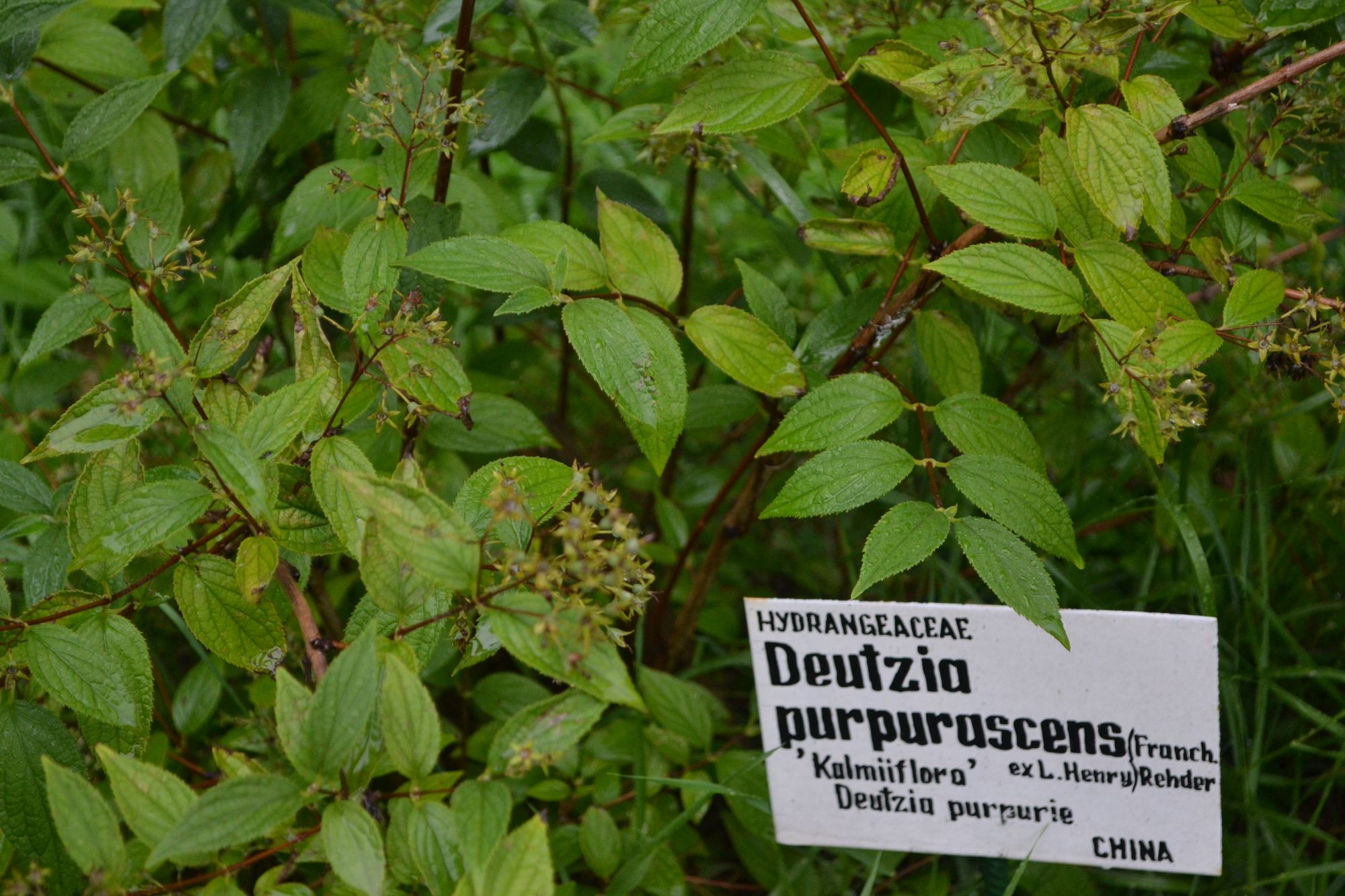 Raudonžiedė deucija 'Kulmiiflora' (Deutzia purpurascens)