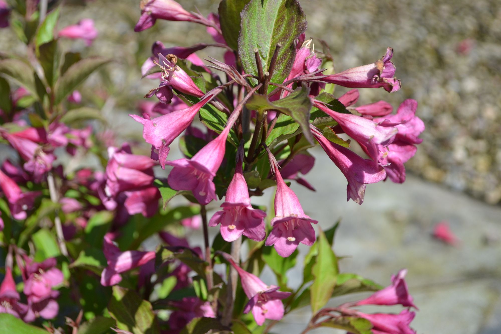 Veigelė 'Rumba' (Weigela hybrida)
