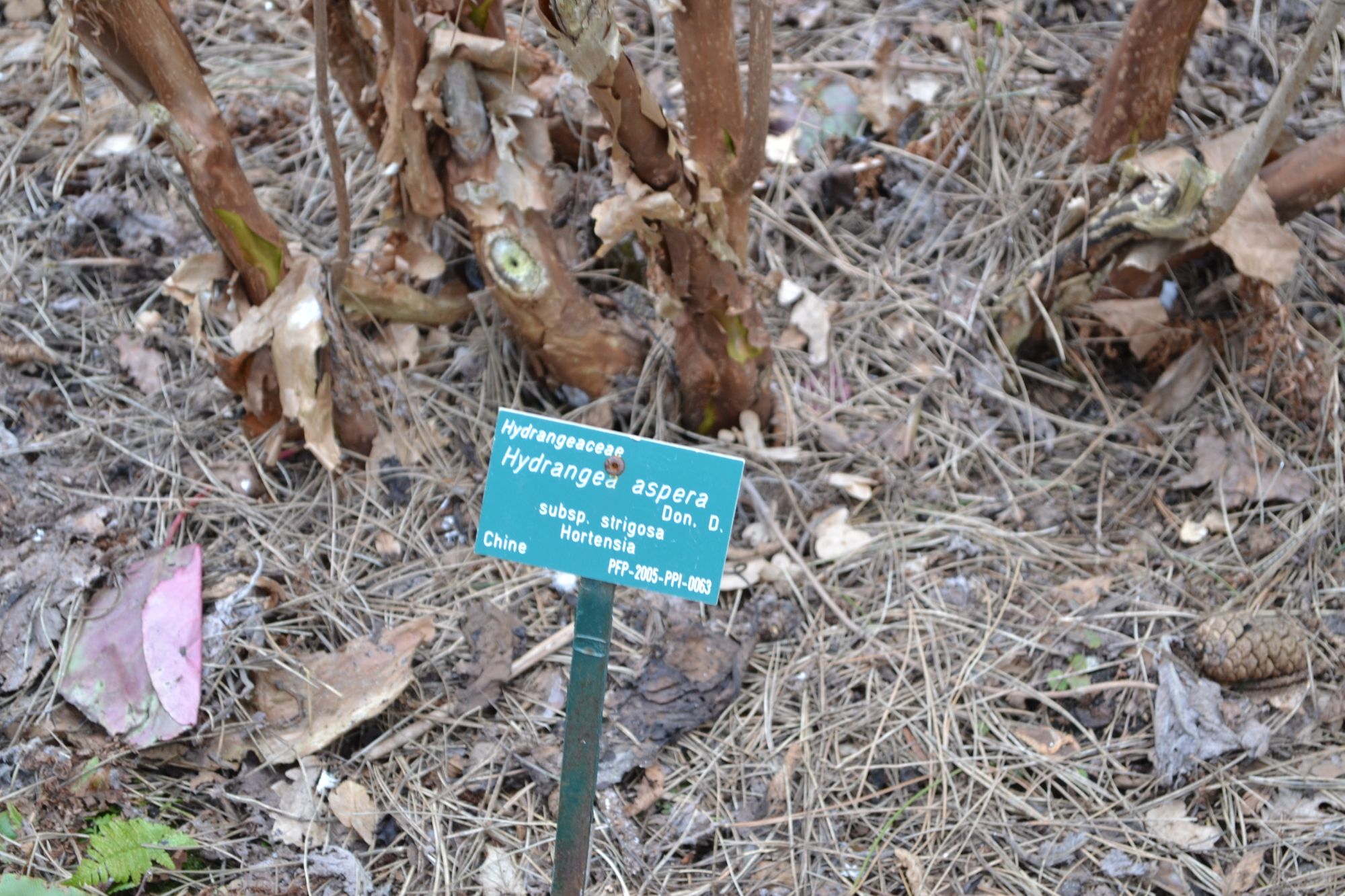 Šiurkščioji hortenzija, strigosa porūšis (Hydrangea aspera, subsp ...
