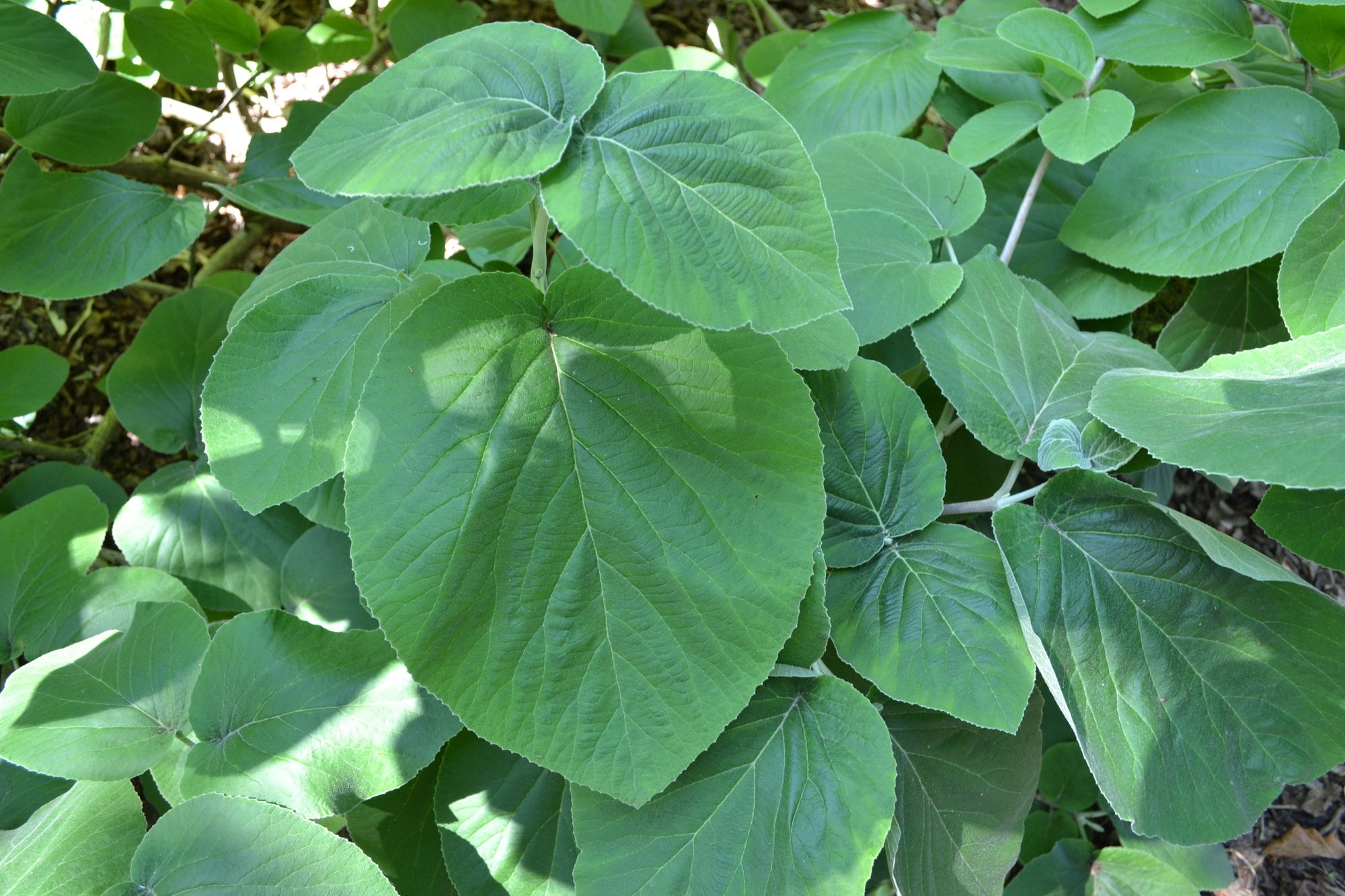 Pūkeninis putinas (Viburnum cotinifolium)