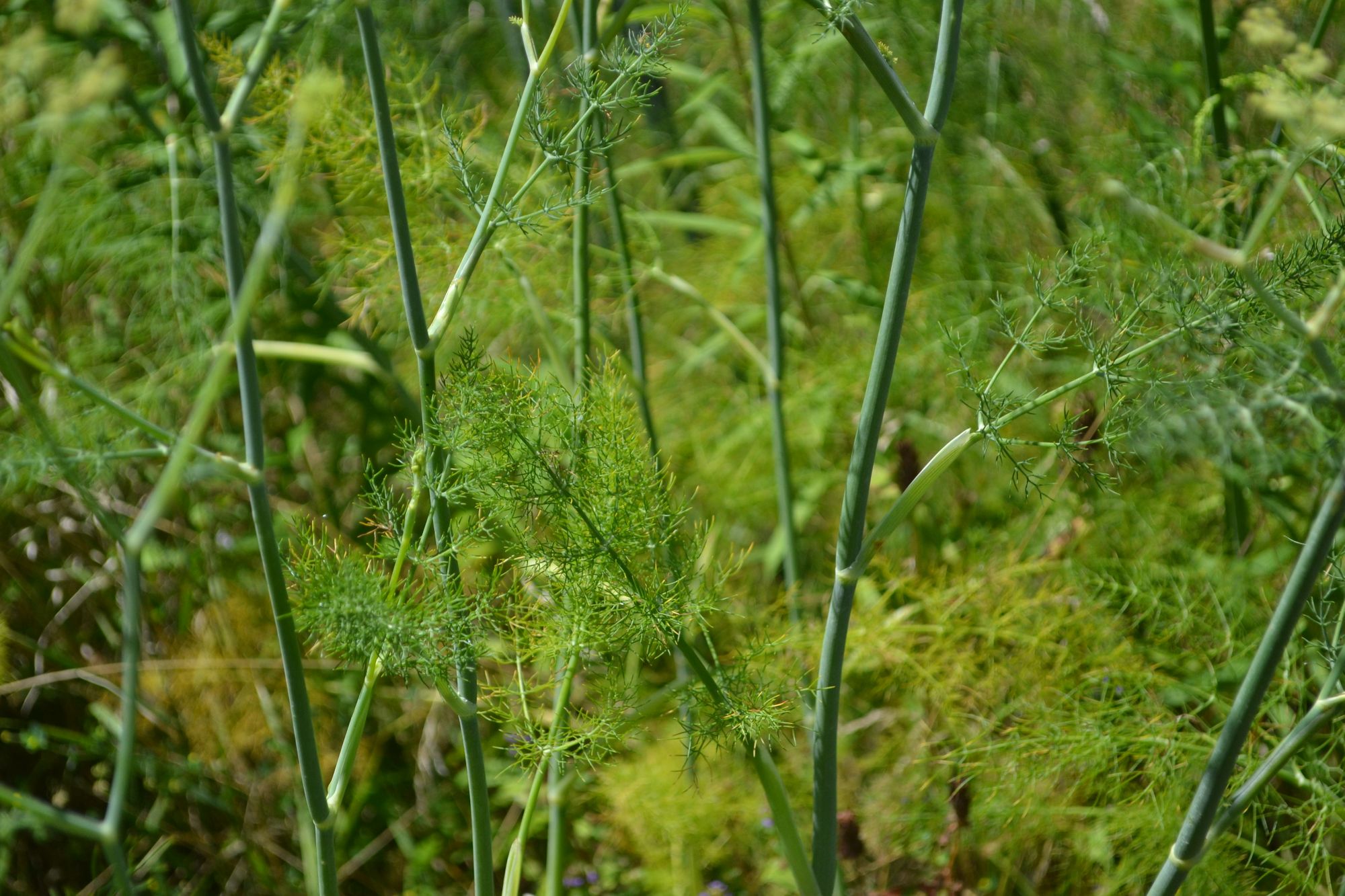 Paprastasis krapas (Anethum graveolens)