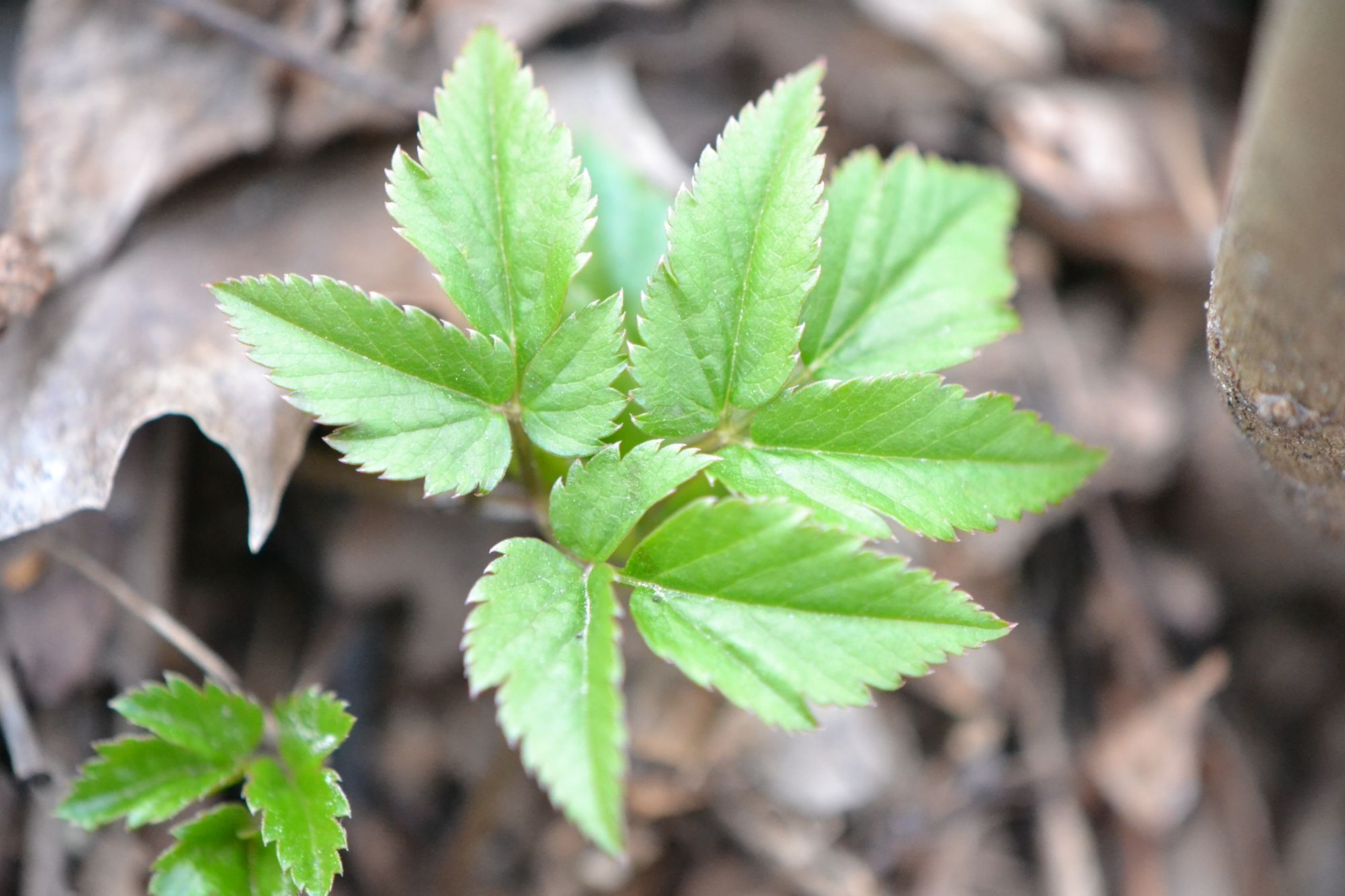 Paprastoji garšva (Aegopodium podragraria)