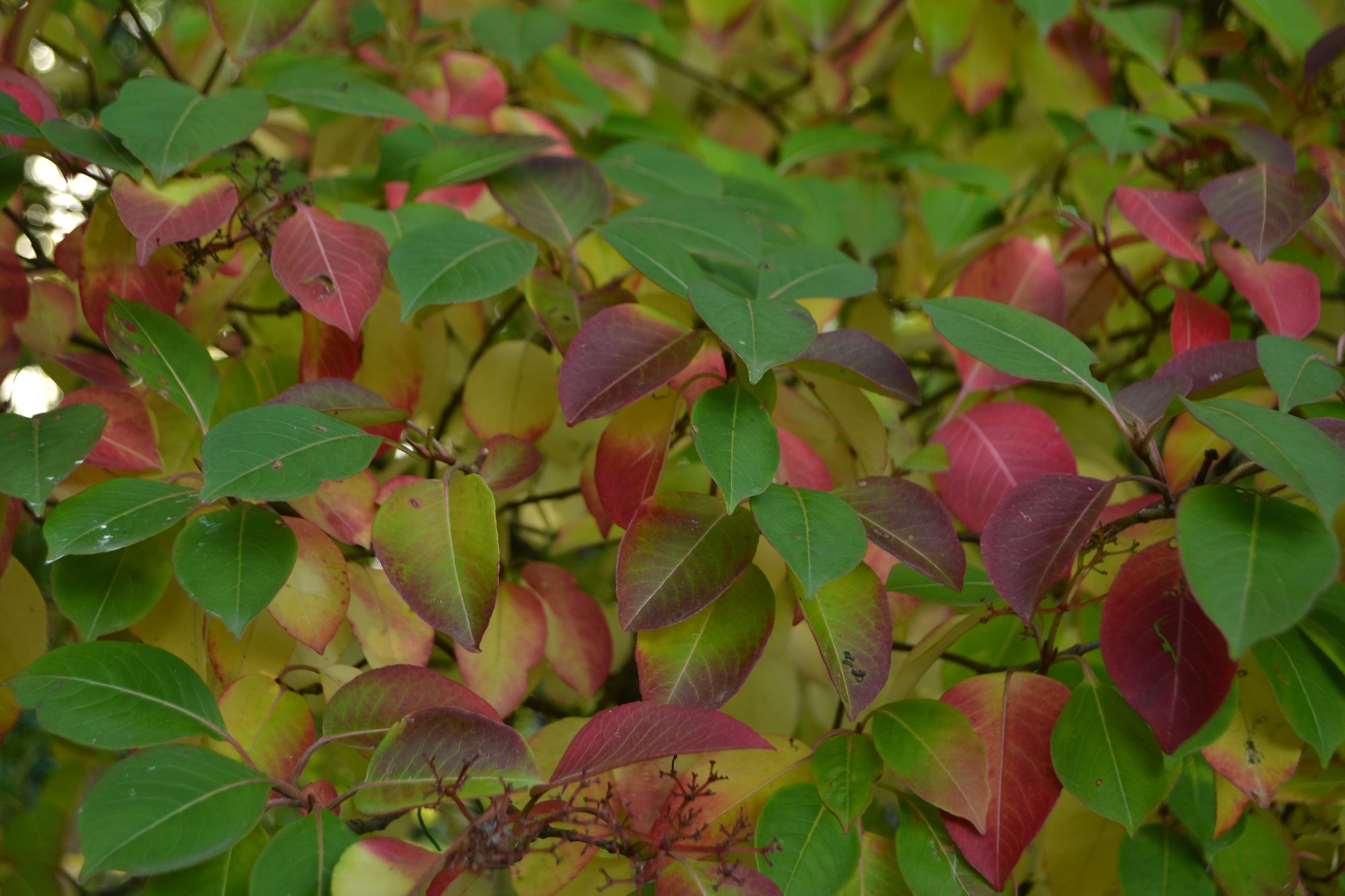 Šiaurinis putinas (Viburnum cassinoides)