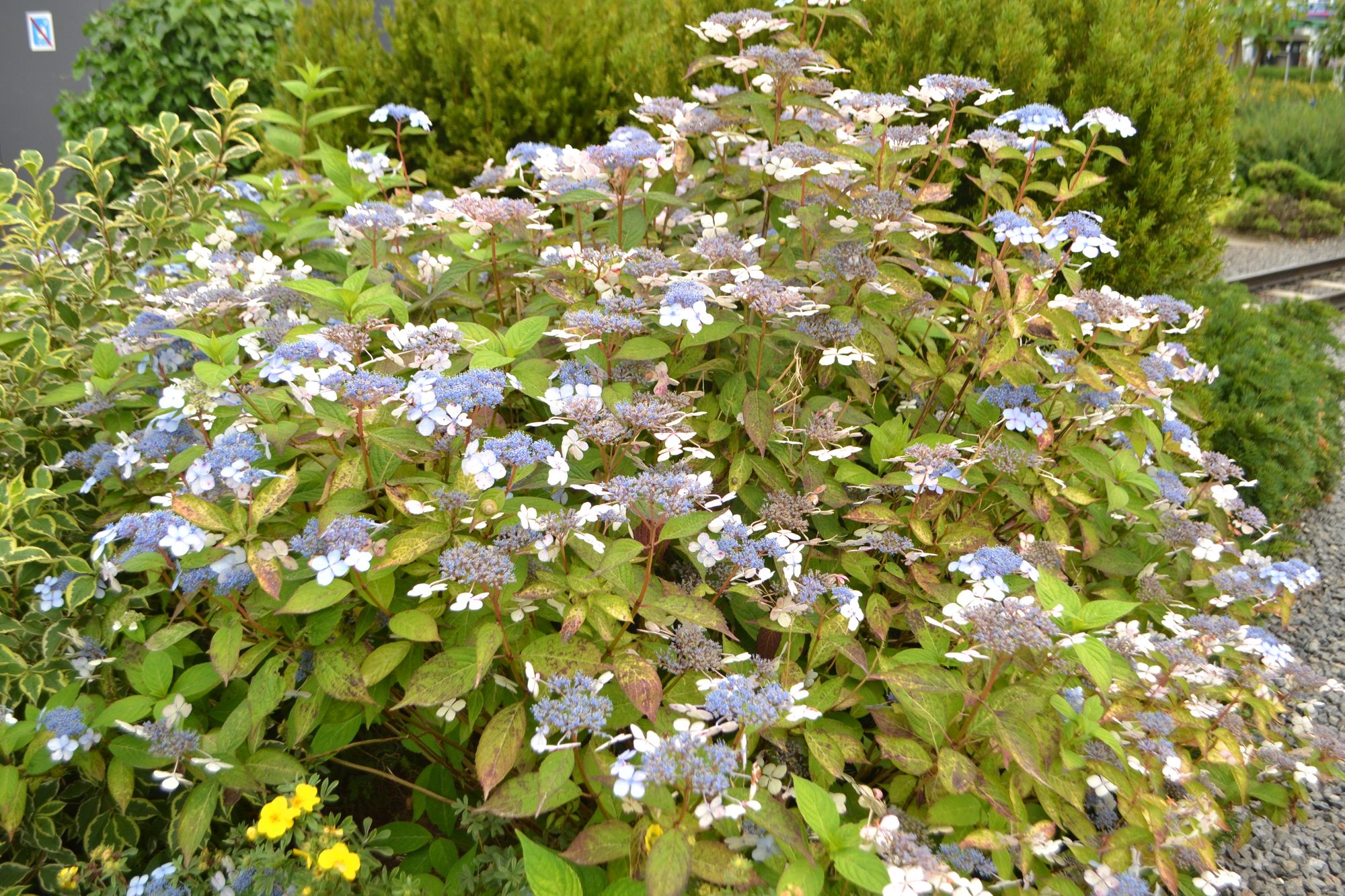 Krūminė hortenzija 'Bluebird' (Hydrangea serrata)