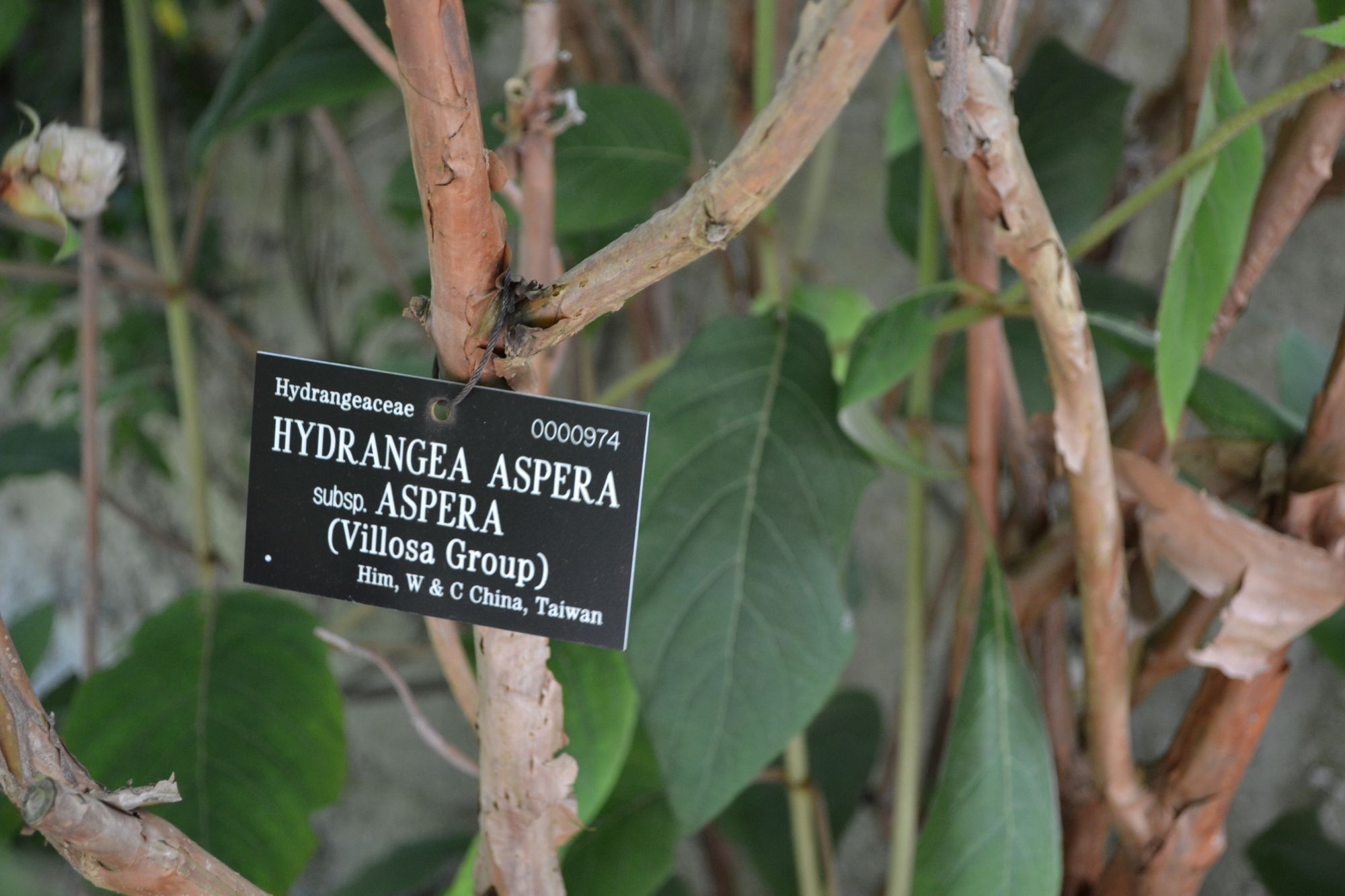 Šiurkščioji hortenzija, aspera porūšis (Hydrangea aspera, subsp. aspera)