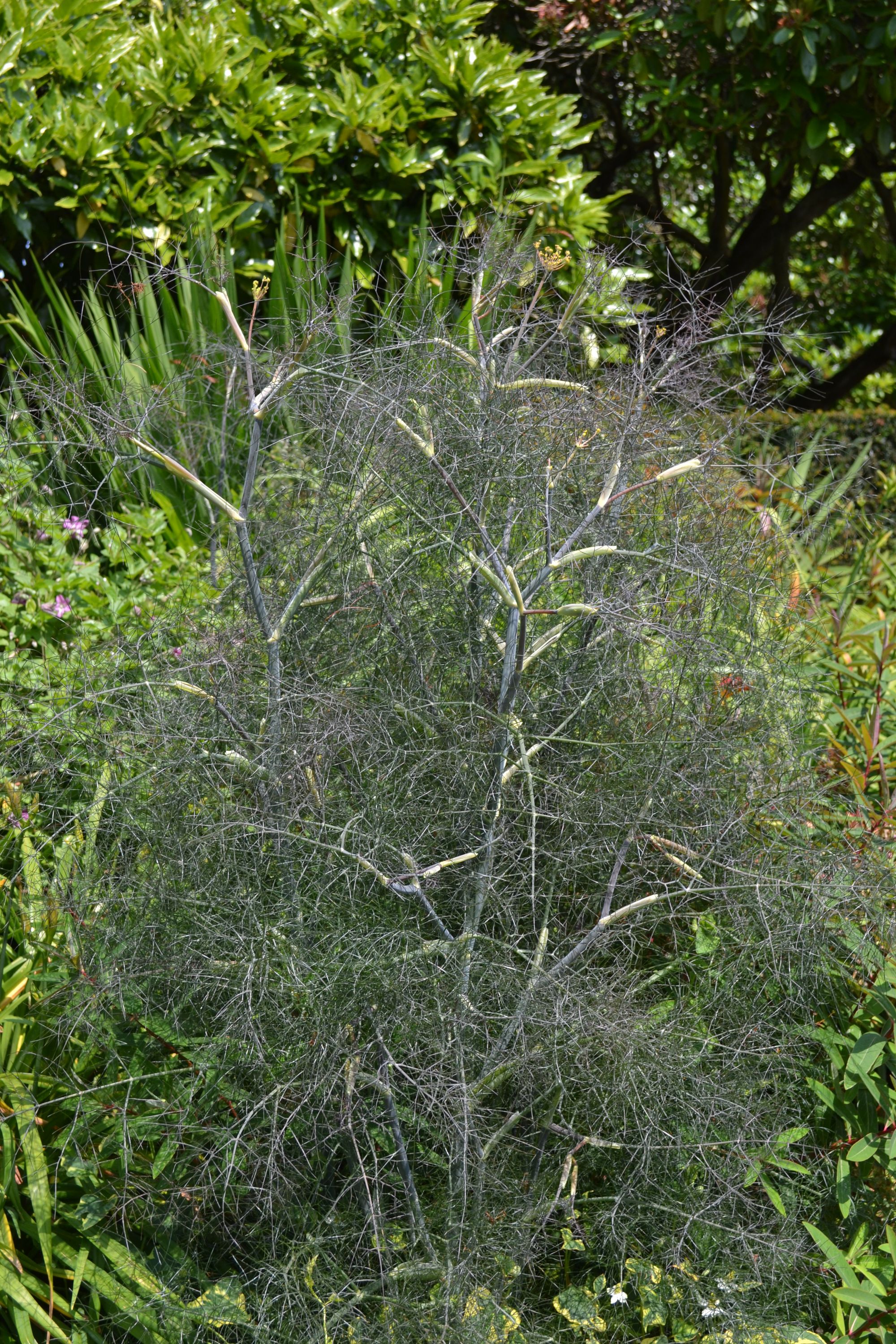 Paprastasis pankolis (Foeniculum vulgare)