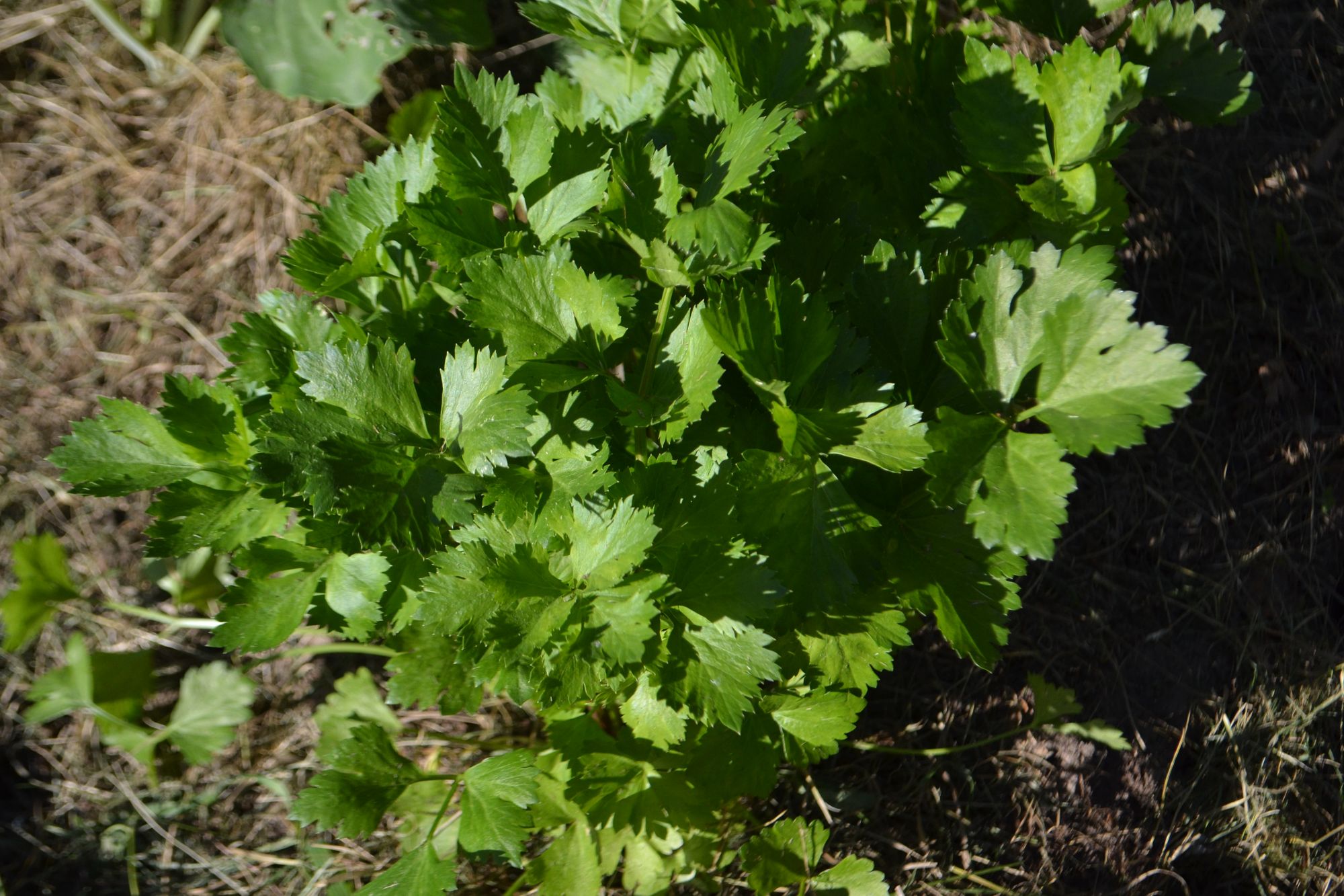 Valgomasis salieras 'Giant Prague' (Apium graveolens)
