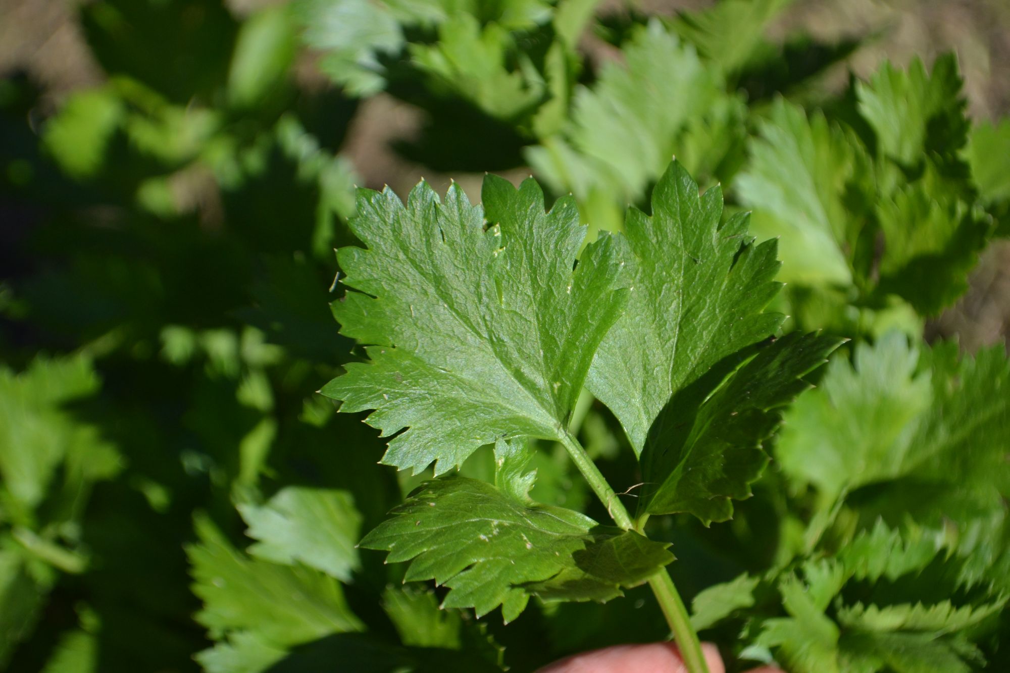 Valgomasis salieras (Apium graveolens)