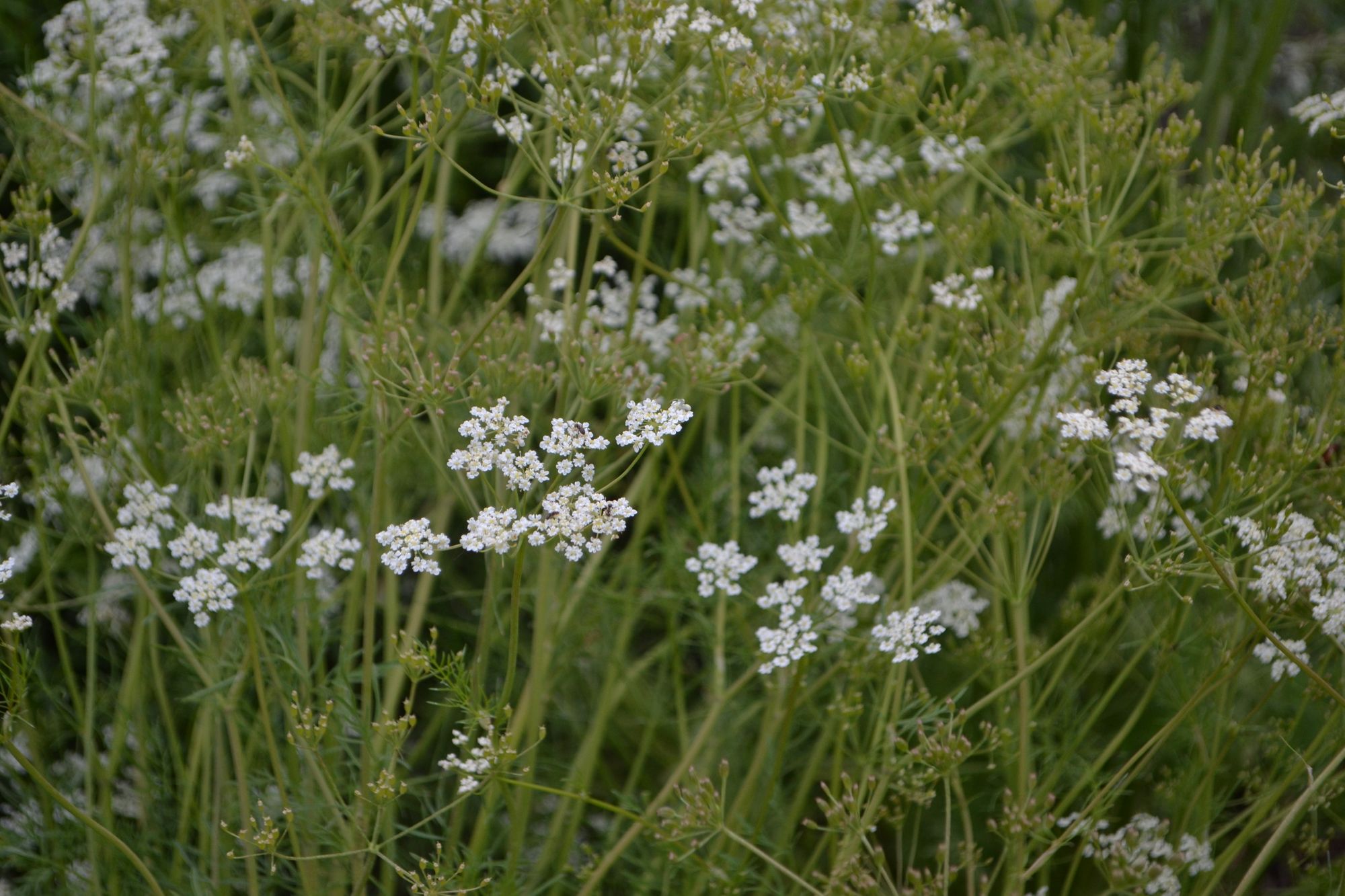 Paprastasis kmynas (Carum carvi)
