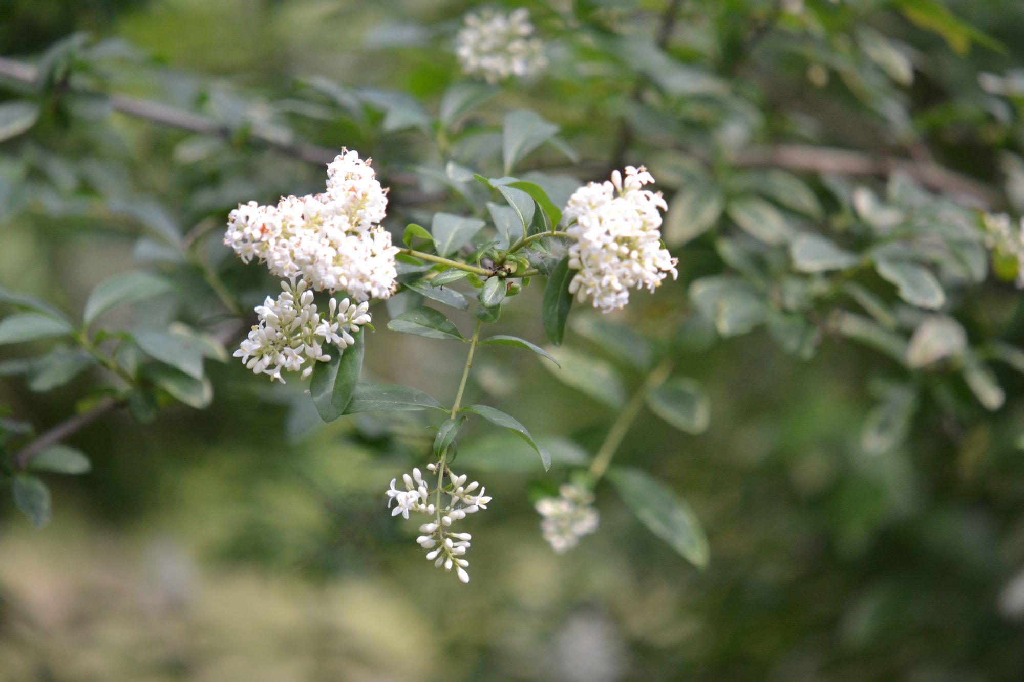 Paprastasis ligustras 'Aureovariegatum' (Ligustrum vulgaris)