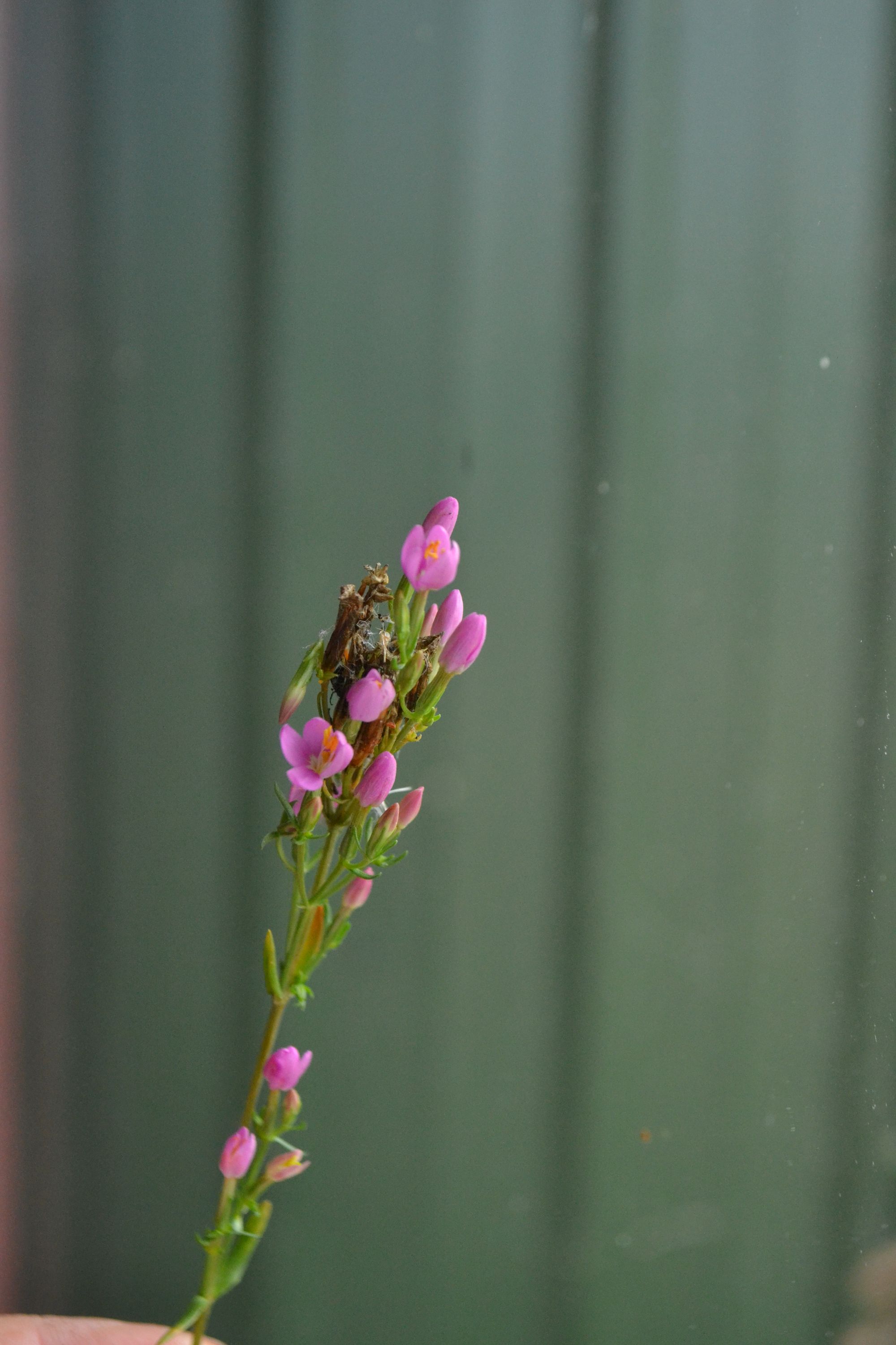 Skėtinė širdažolė (Centaurium erythraea)