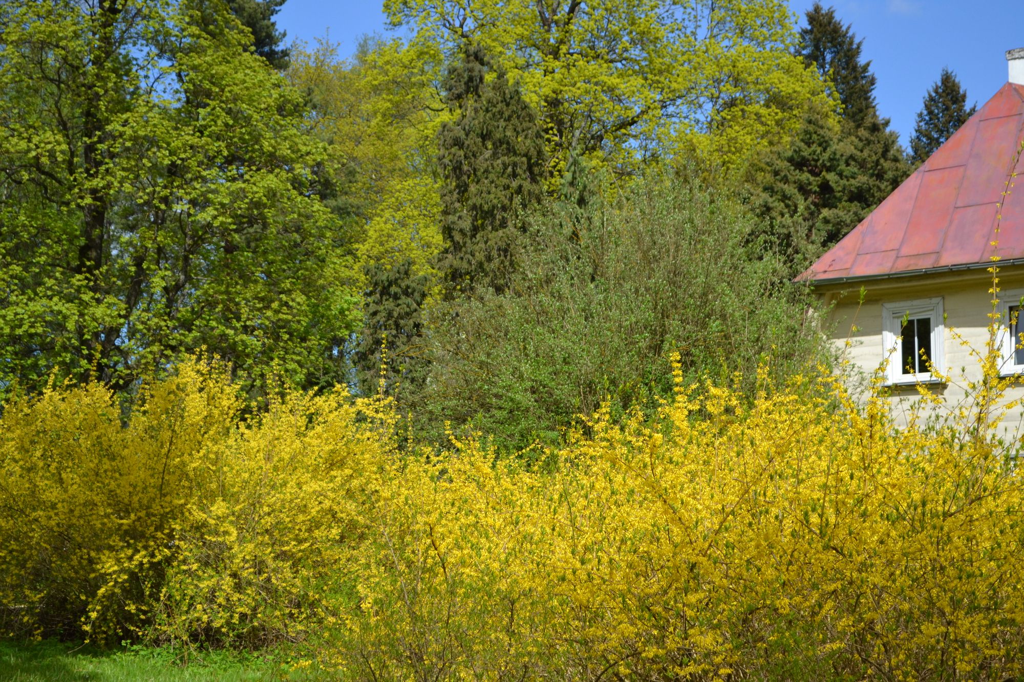 Žalioji forsitija (Forsythia viridissima)