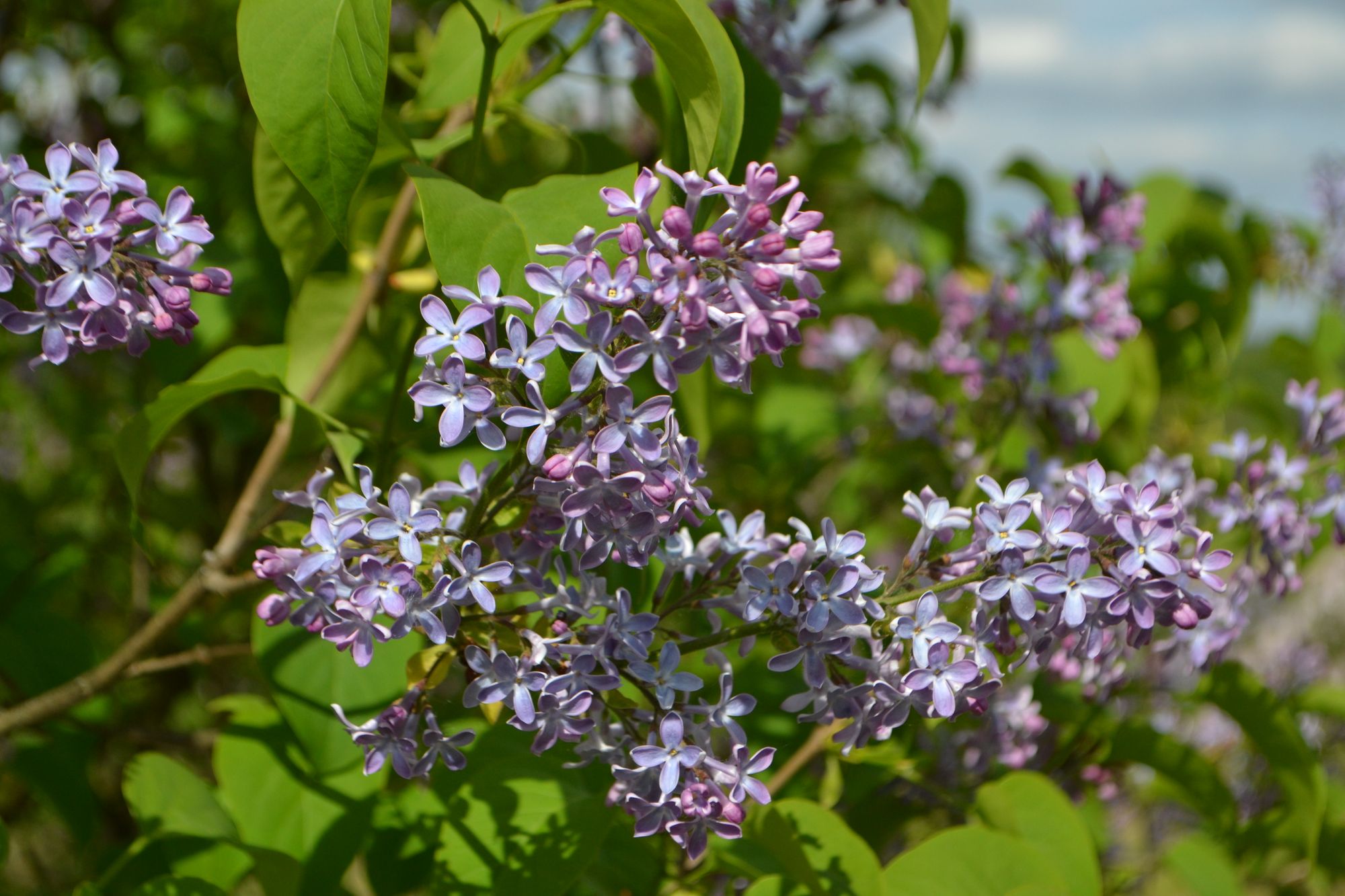 Paprastosios alyvos (Syringa vulgaris)