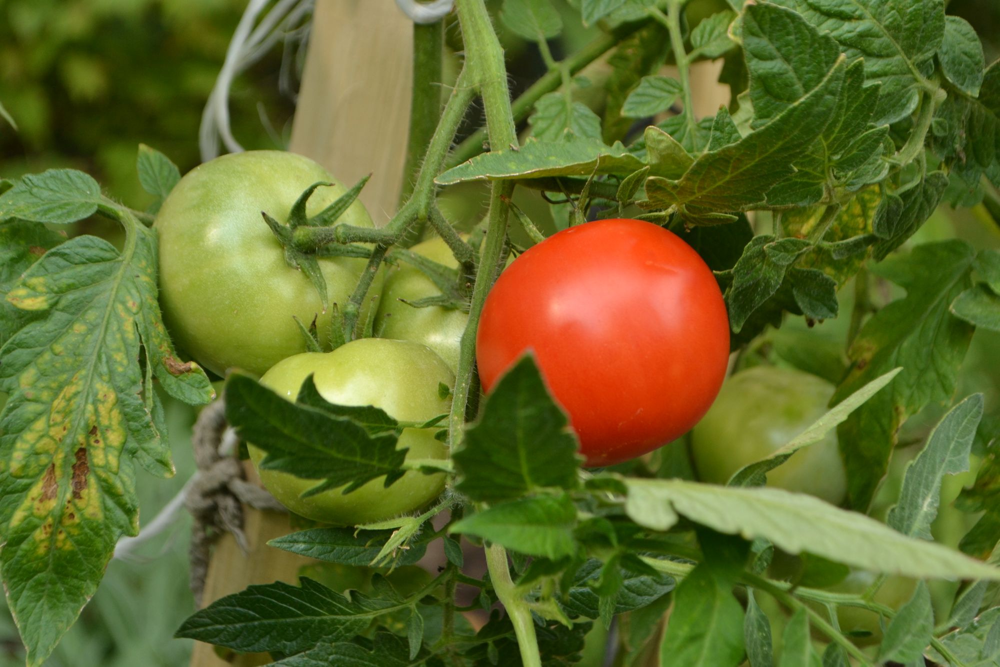 Valgomasis pomidoras (Solanum lycopersicum)