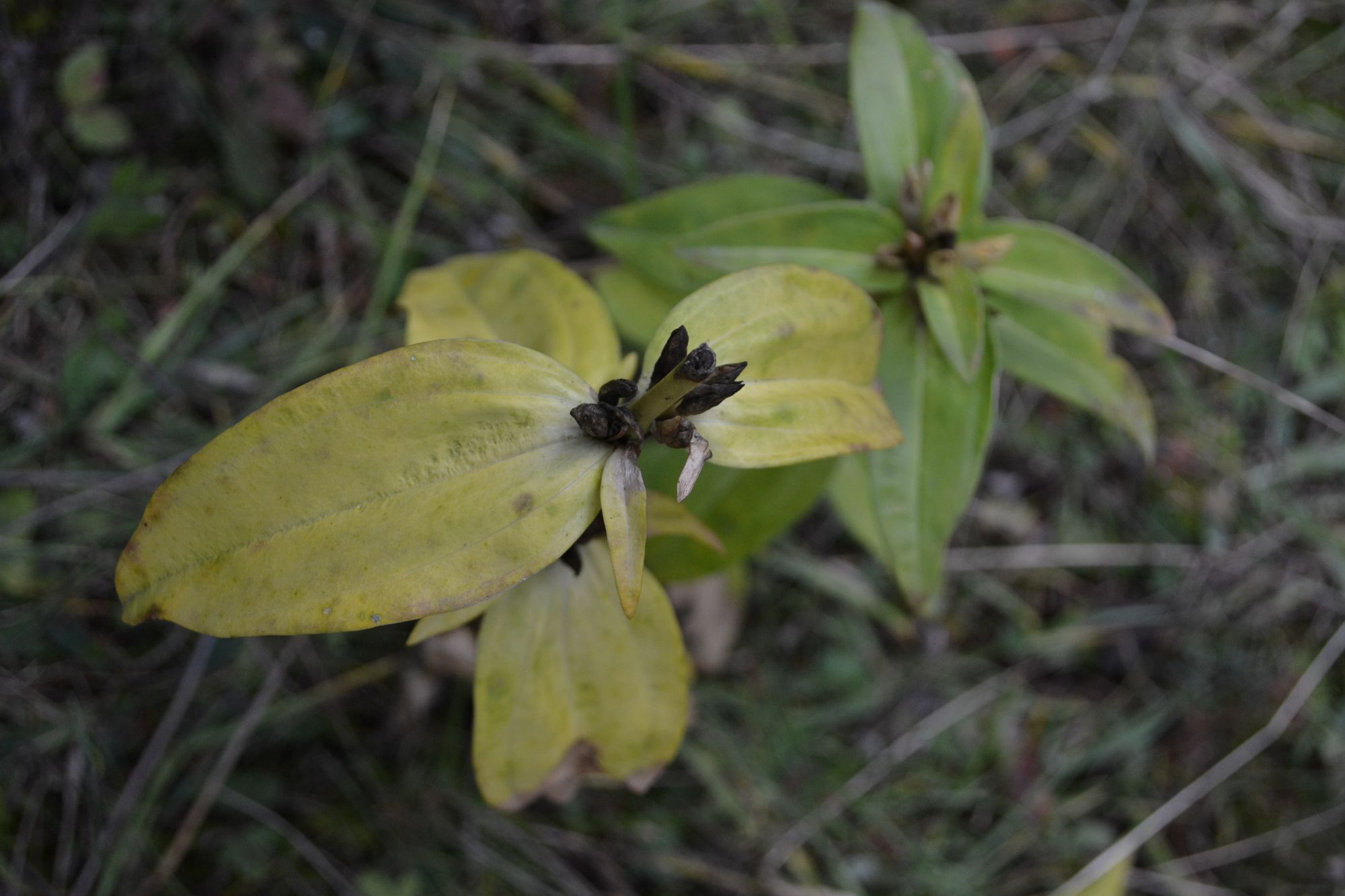 Melsvasis gencijonas (Gentiana cruciata)