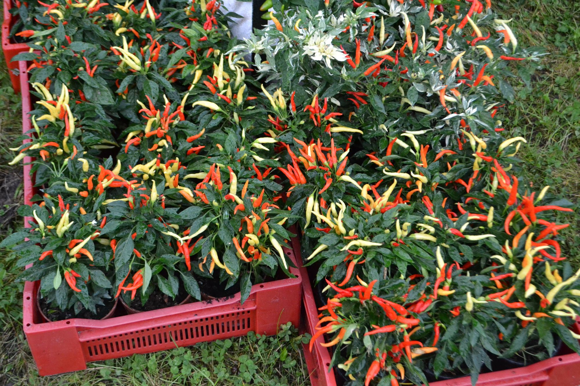 Vienametė paprika (Capsicum annuum)