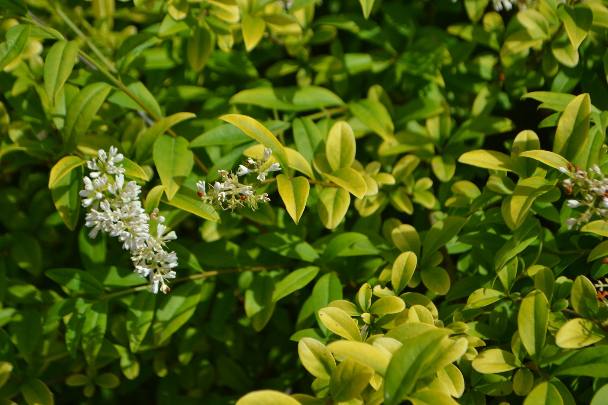 Paprastasis ligustras 'Aureum' (Ligustrum vulgaris)