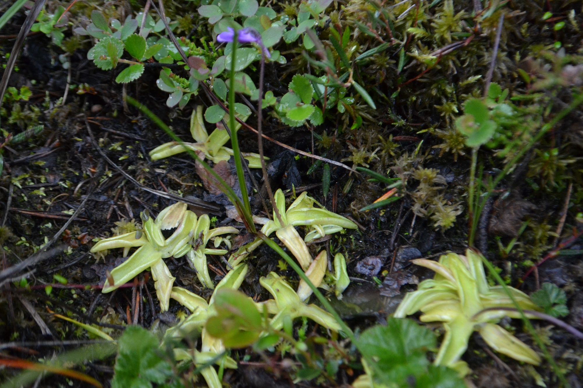 Paprastoji tuklė (Pinguicula vulgaris)