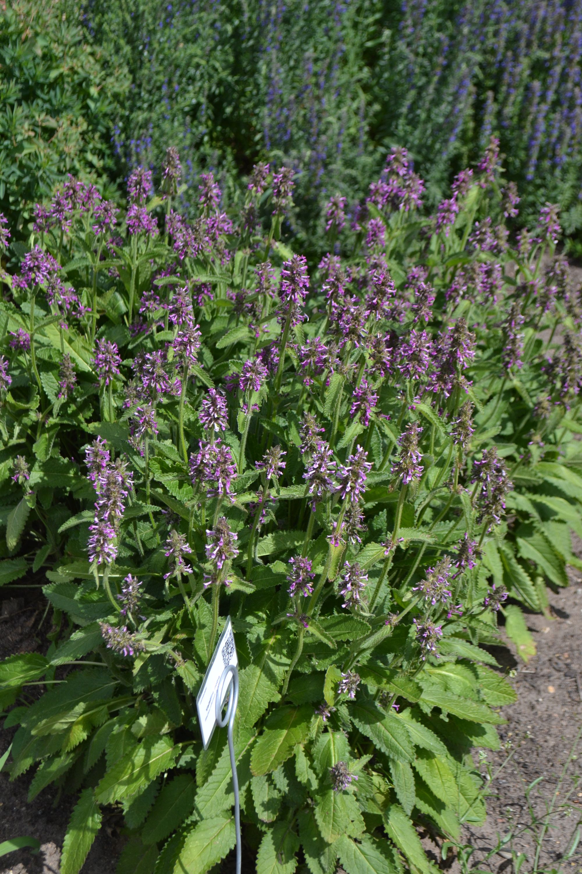 Vaistinė notra (Stachys officinalis)