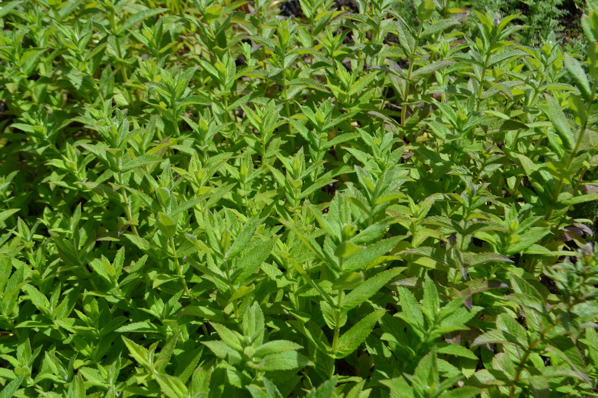 Miškinė mėta (Mentha longifolia)