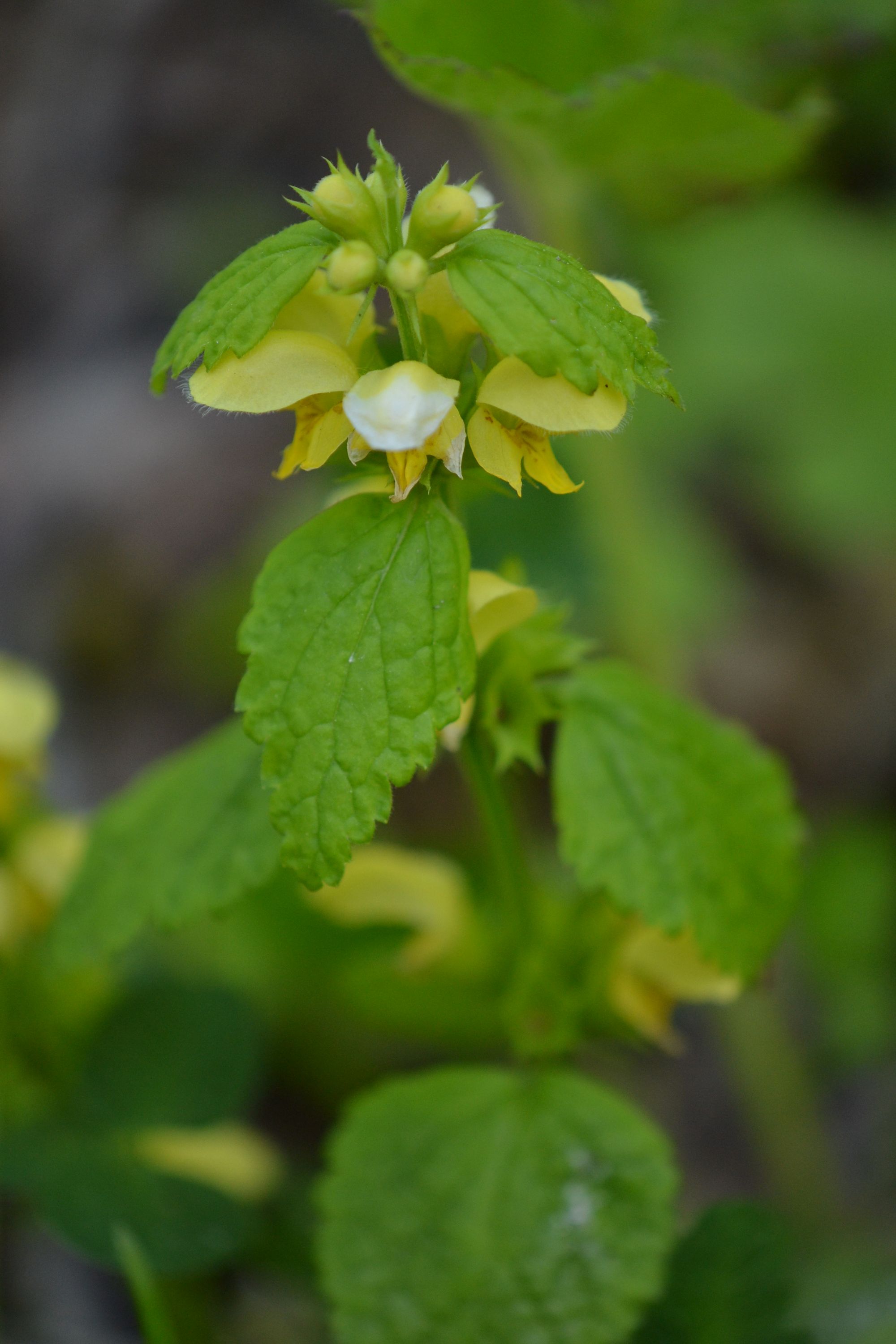 Geltonžiedis šalmutis (Lamium galeobdolon)