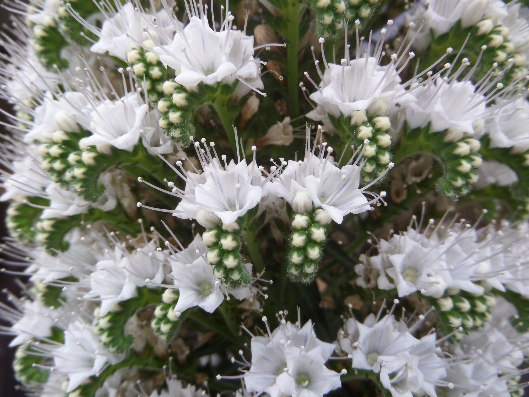 Tikrasis ežeinis (Echium simplex)