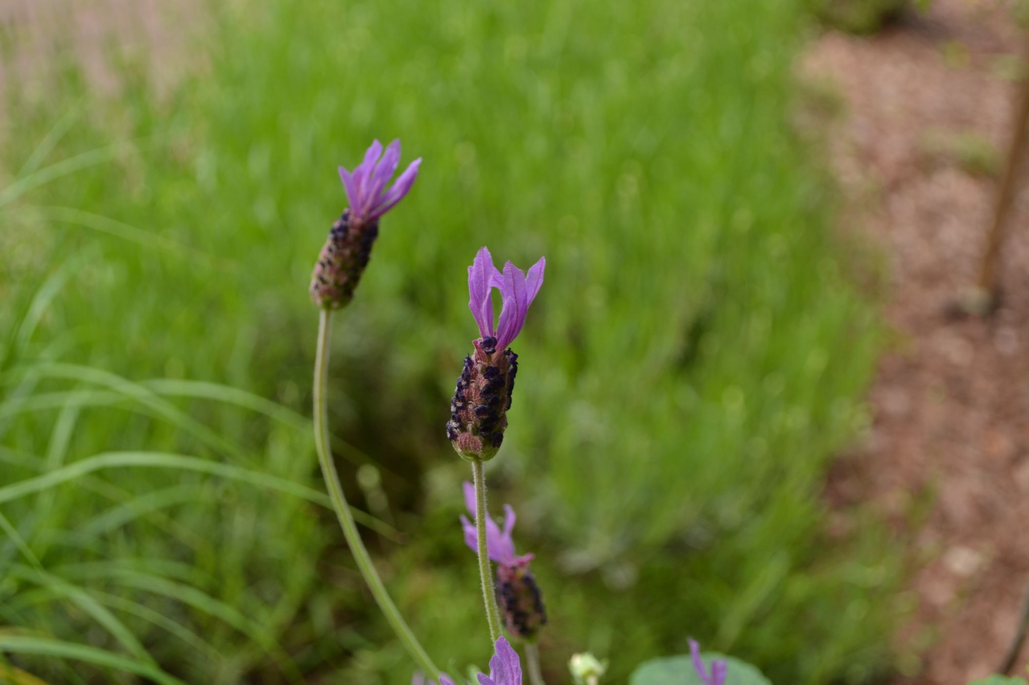Italinė levanda 'Fathead' (Lavandula stoechas)