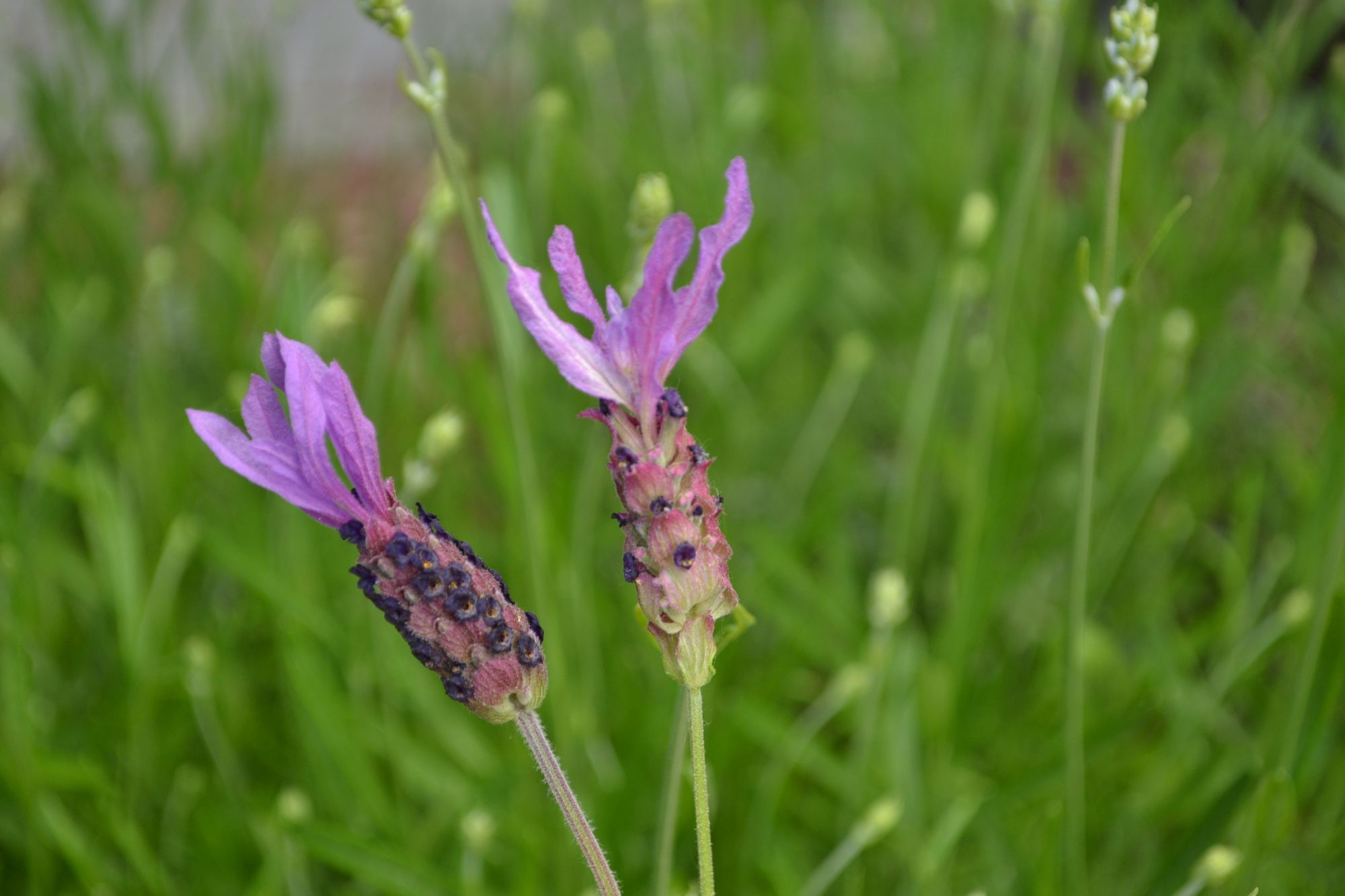 Italinė levanda, porūšis pedunculata (Lavandula stoechas, ssp. pedunculata)