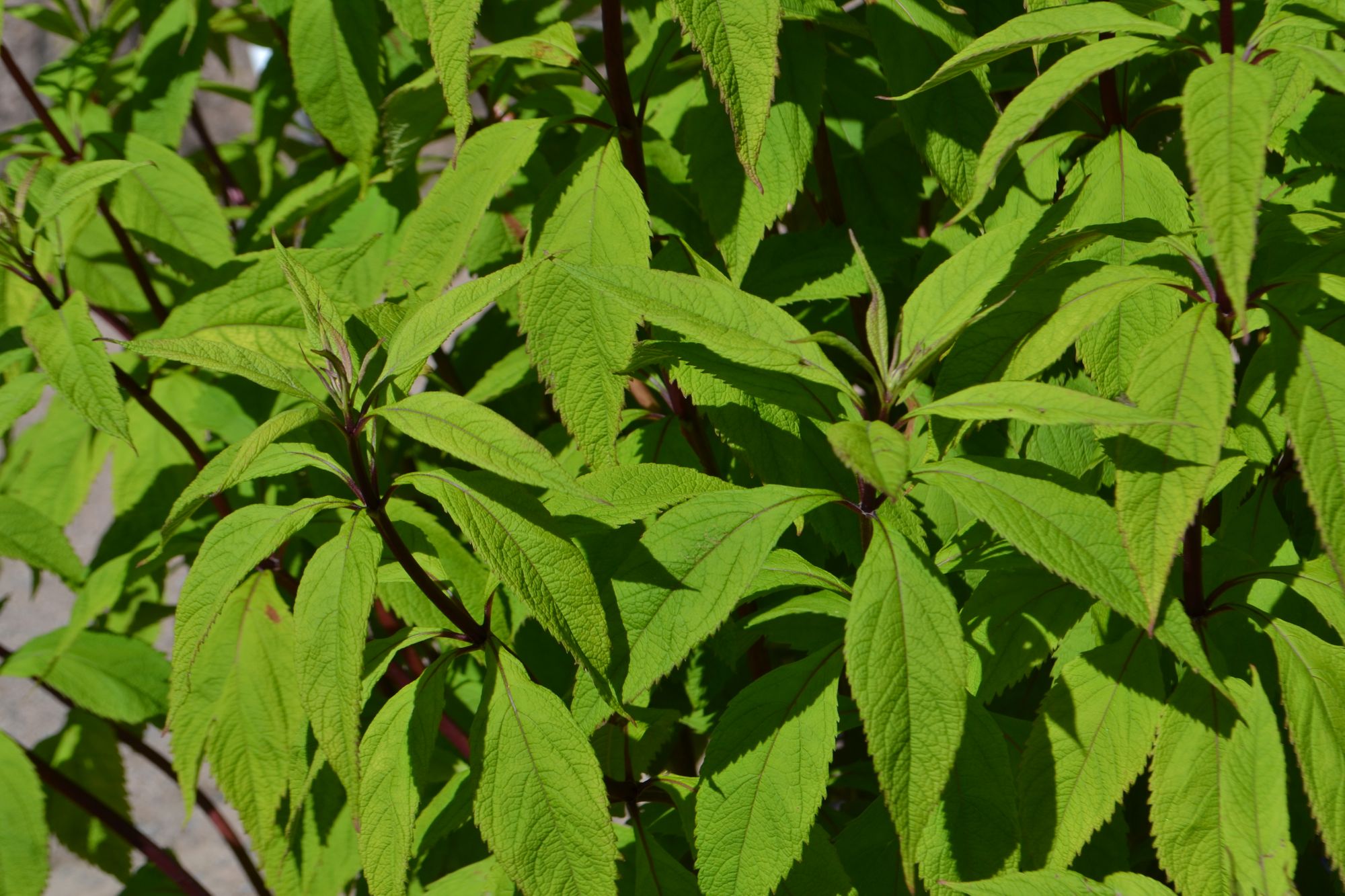 Purpurinis kemeras (Eupatorium purpureum, syn. Eutrochium purpureum)