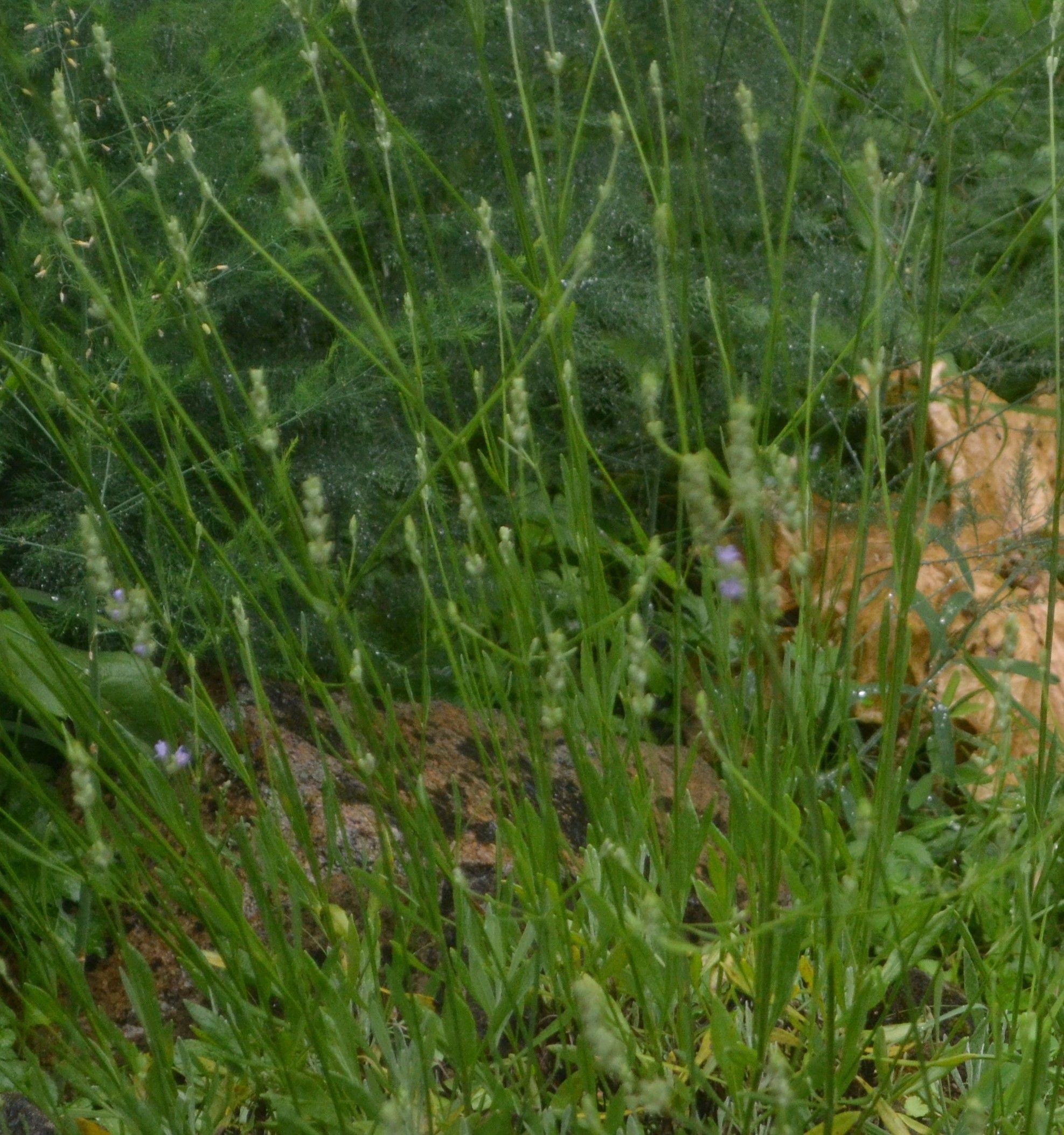 Varpinė levanda (Lavandula latifolia)