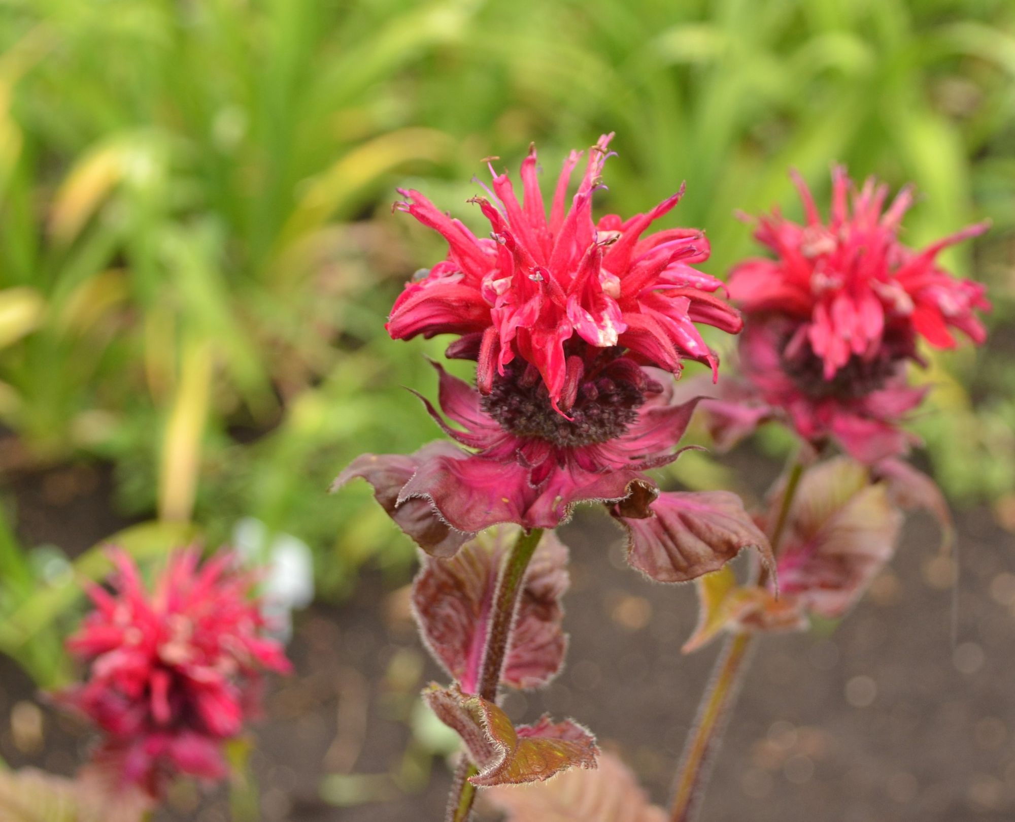Raudonoji monarda 'Fireball' (Monarda didyma)