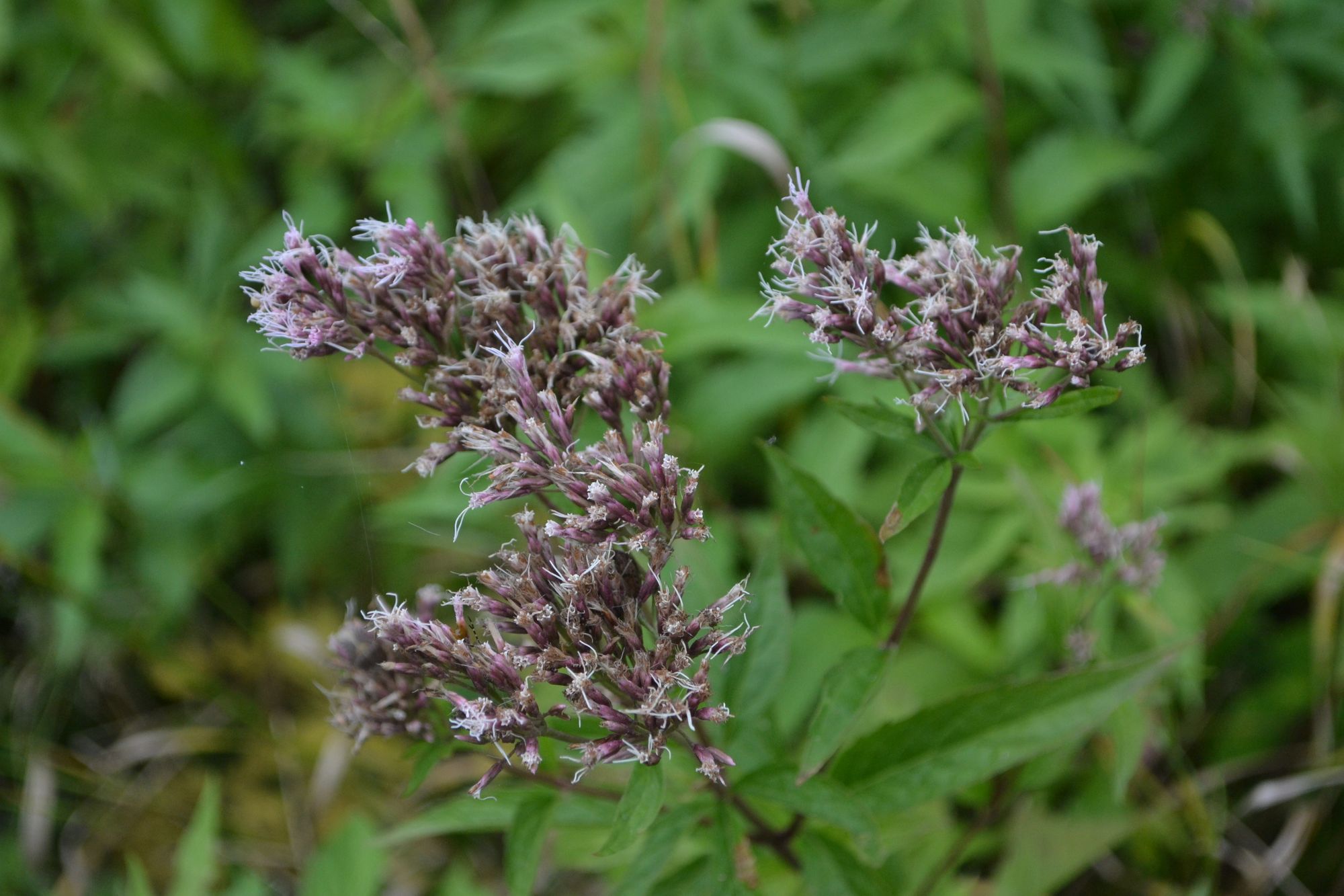 Kanapinis kemeras (Eupatorium cannabinum)