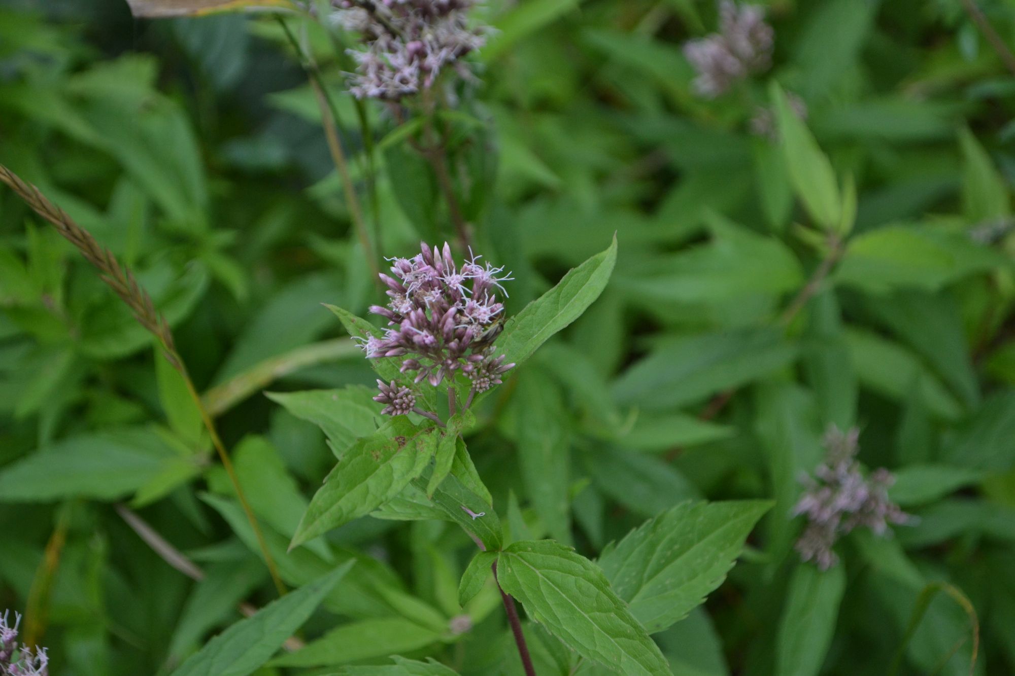 Kanapinis kemeras (Eupatorium cannabinum)