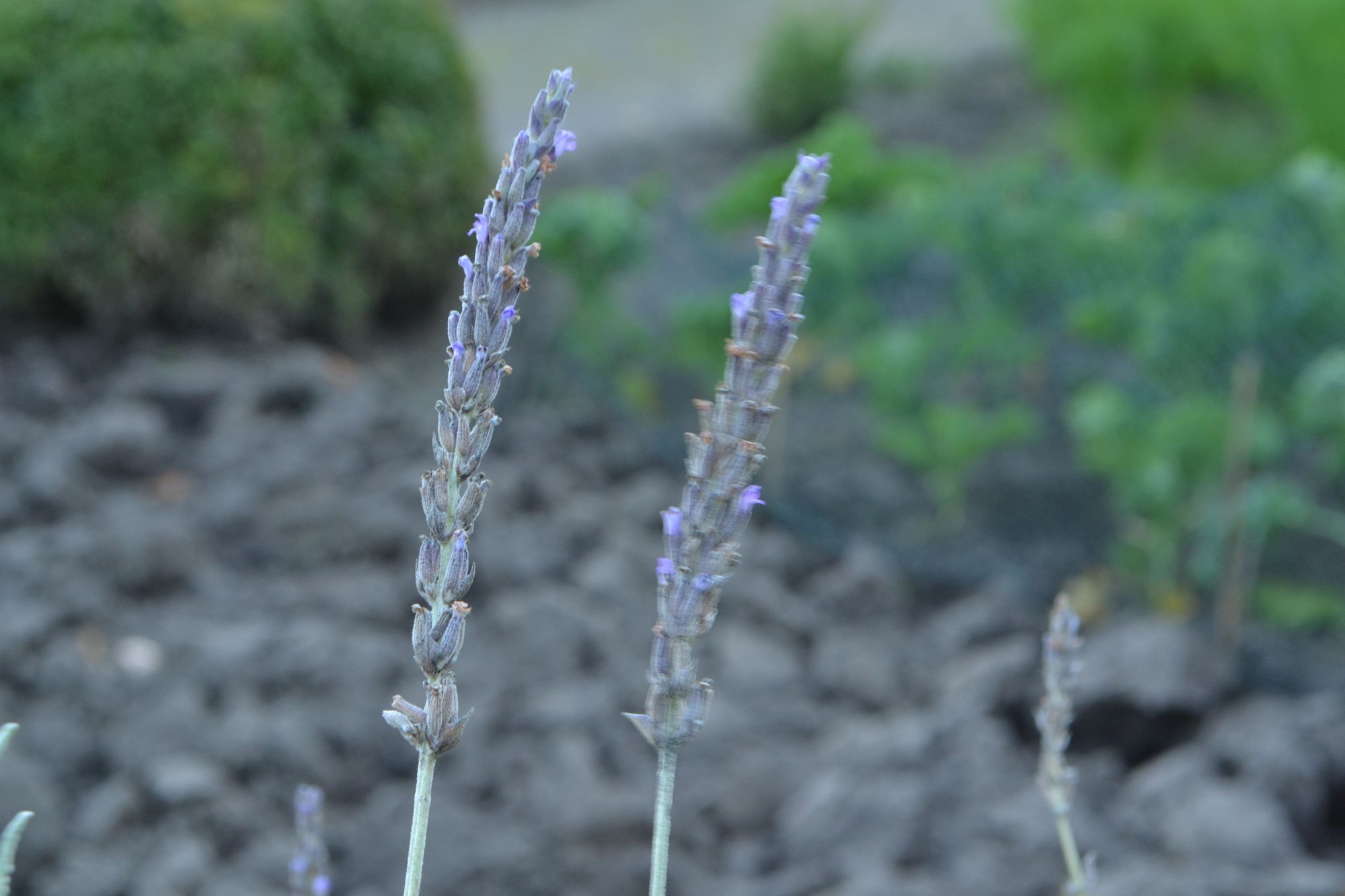 Dantytoji levanda (Lavandula dentata)