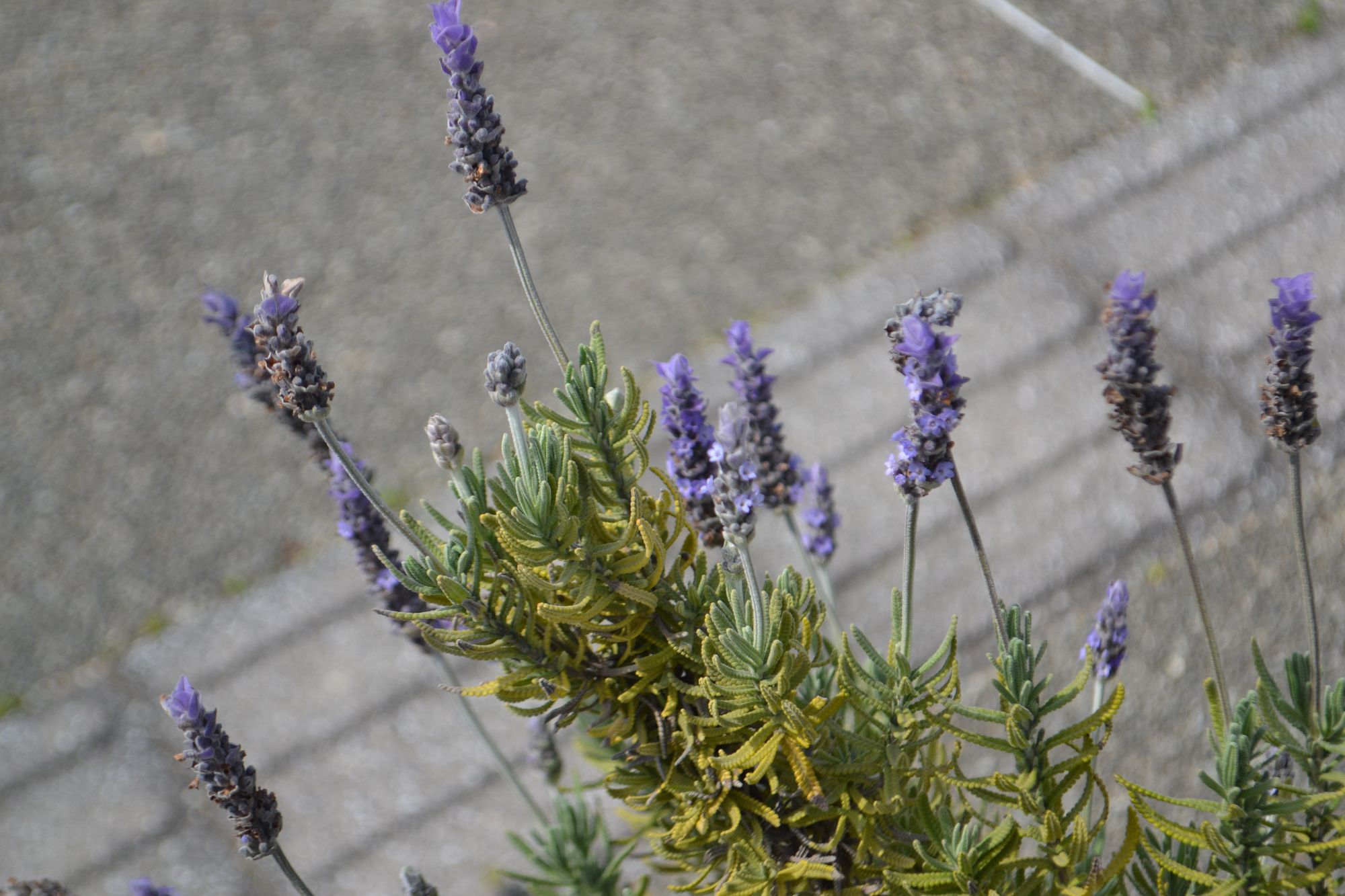 Dantytoji levanda (Lavandula dentata)
