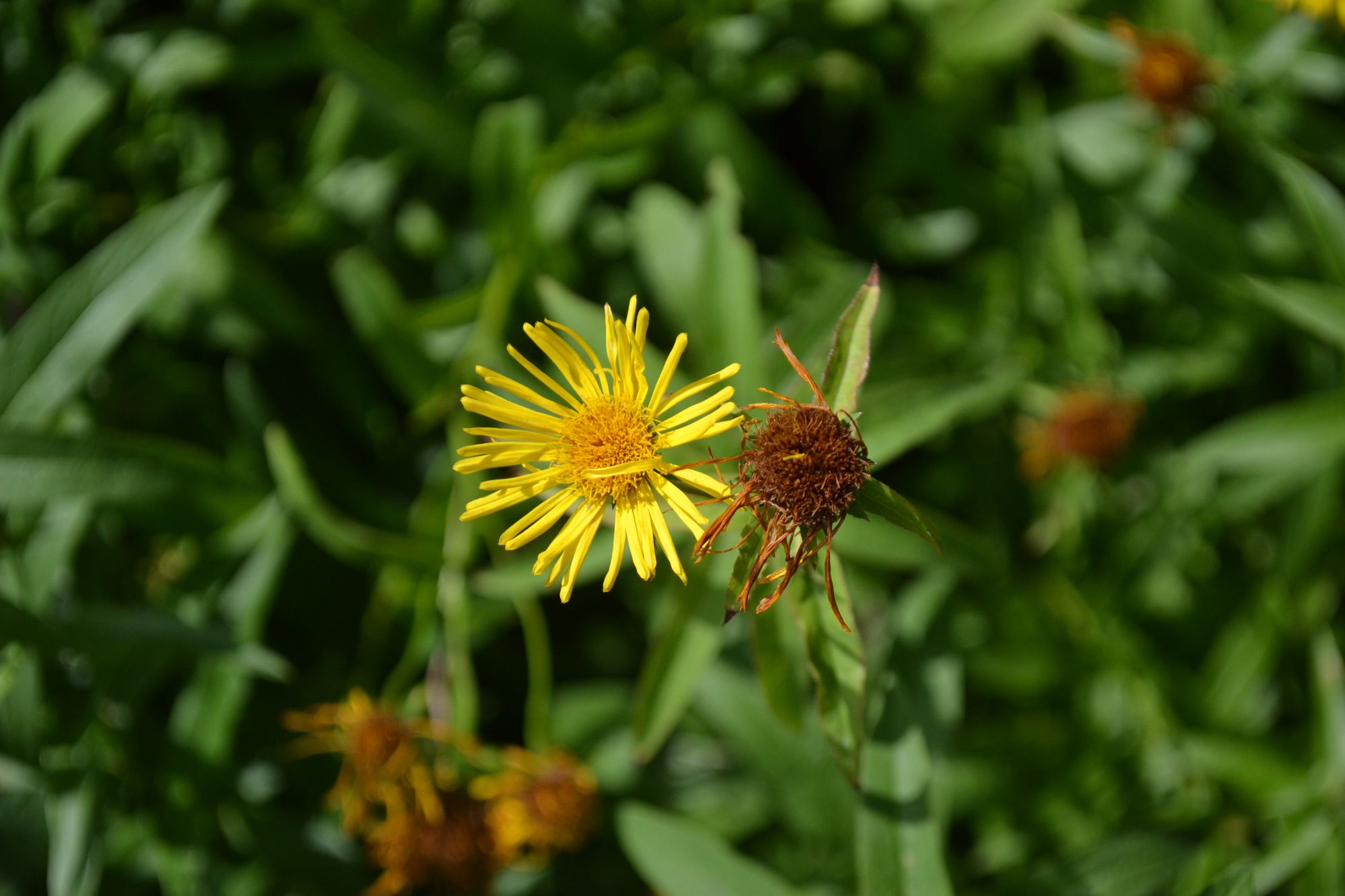 Gluosnialapis debesylas (Inula salicina)