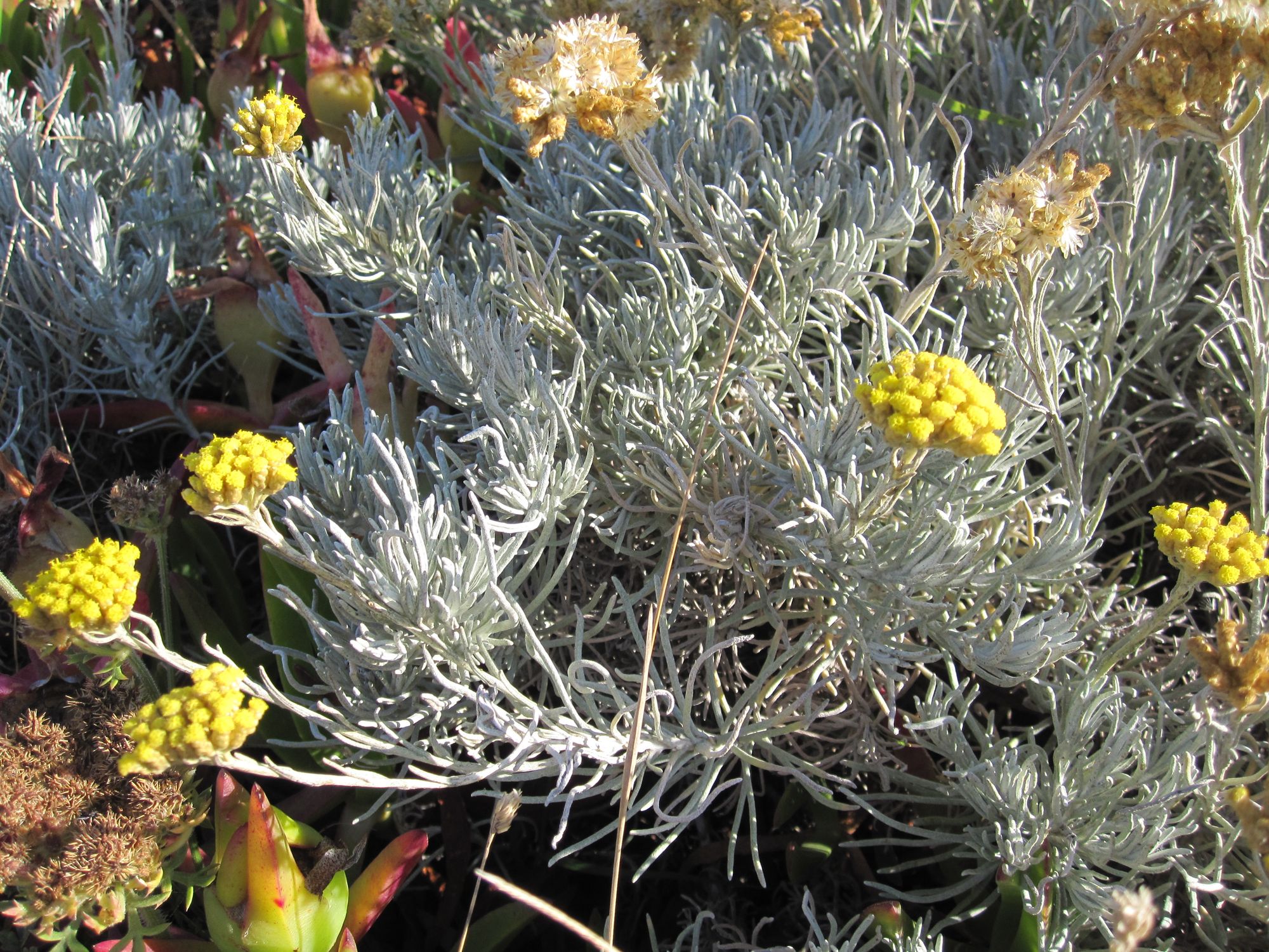 Italinis šlamutis (Helichrysum italicum)