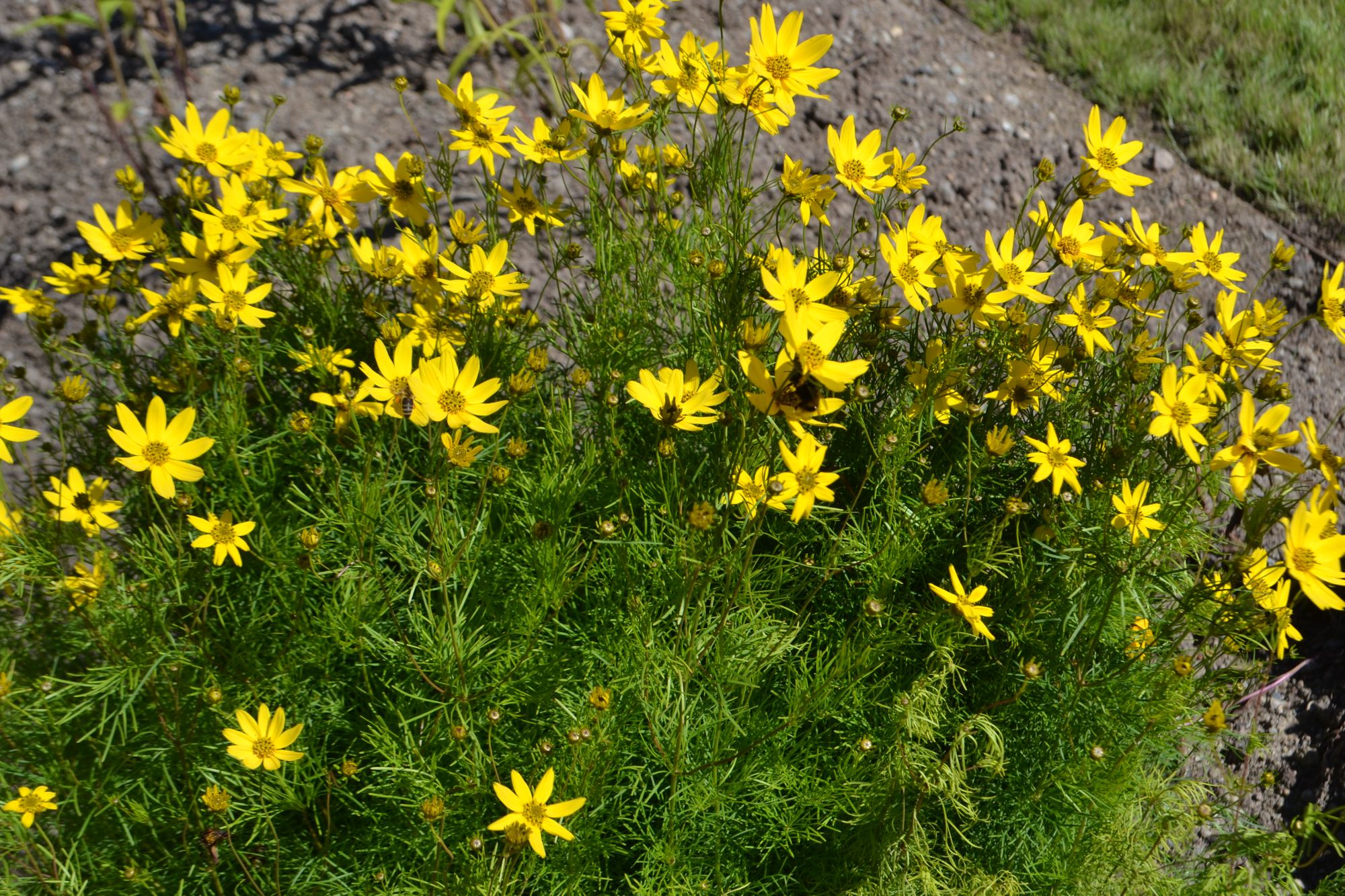 Mentūrinis gludas (Coreopsis verticillata)