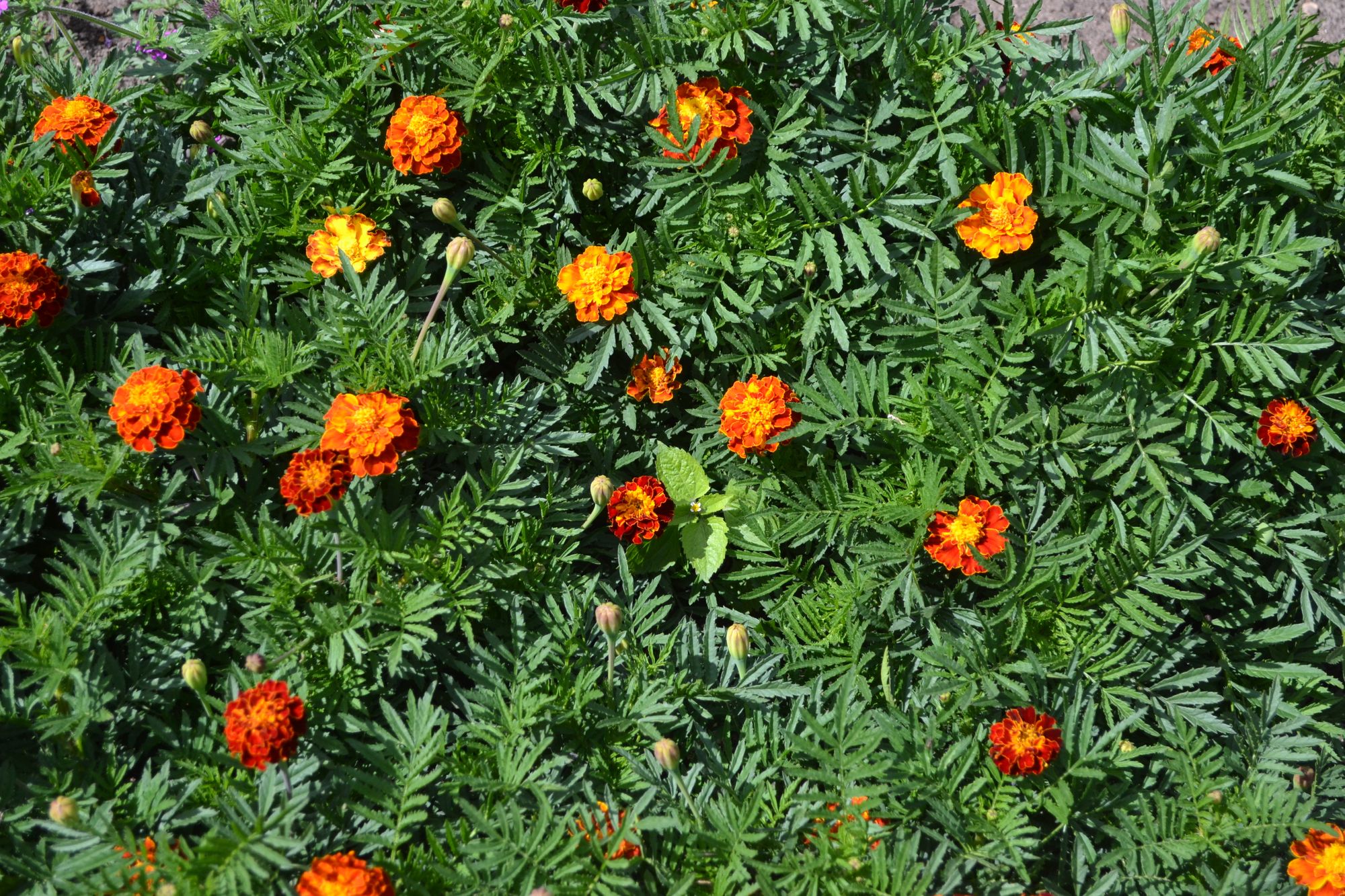 Gvazdikinis serentis (Tagetes patula)