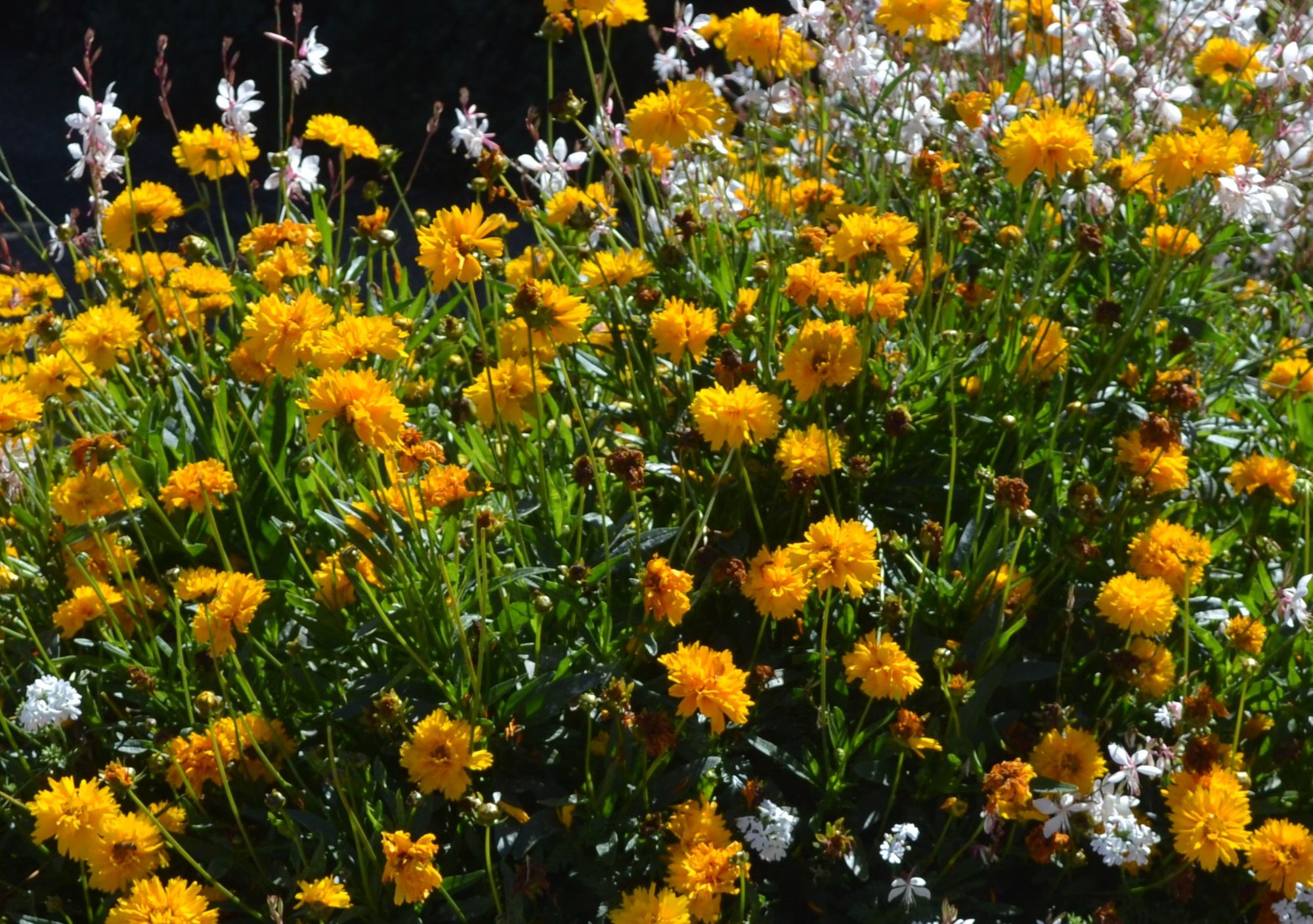 Stambiažiedis gludas (Coreopsis grandiflora)