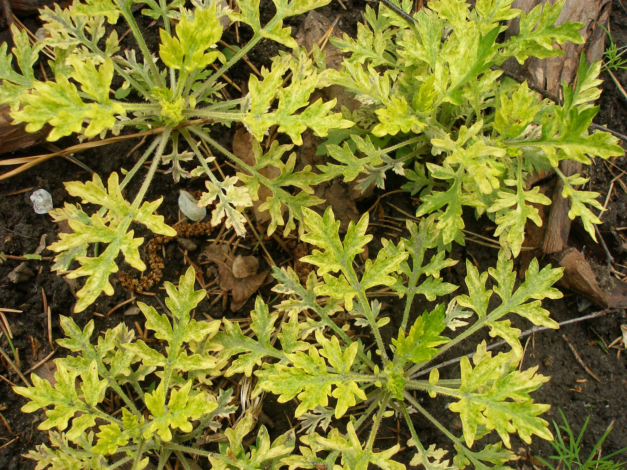 Paprastasis kietis 'Aureovariegata' (Artemisia vulgaris)
