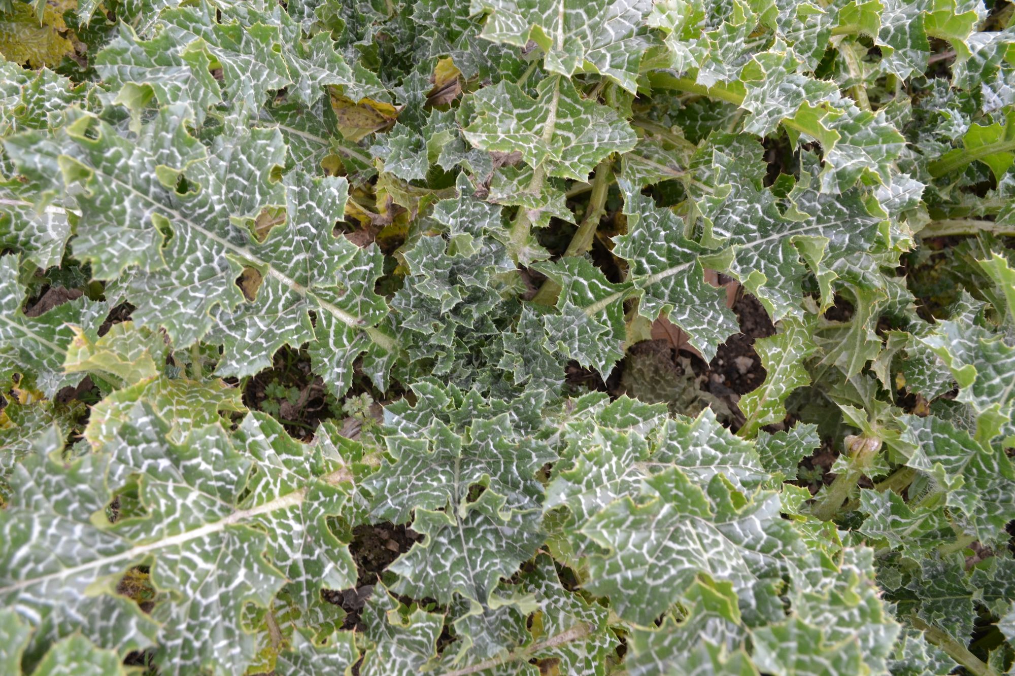 Tikrasis margainis (Silybum marianum)
