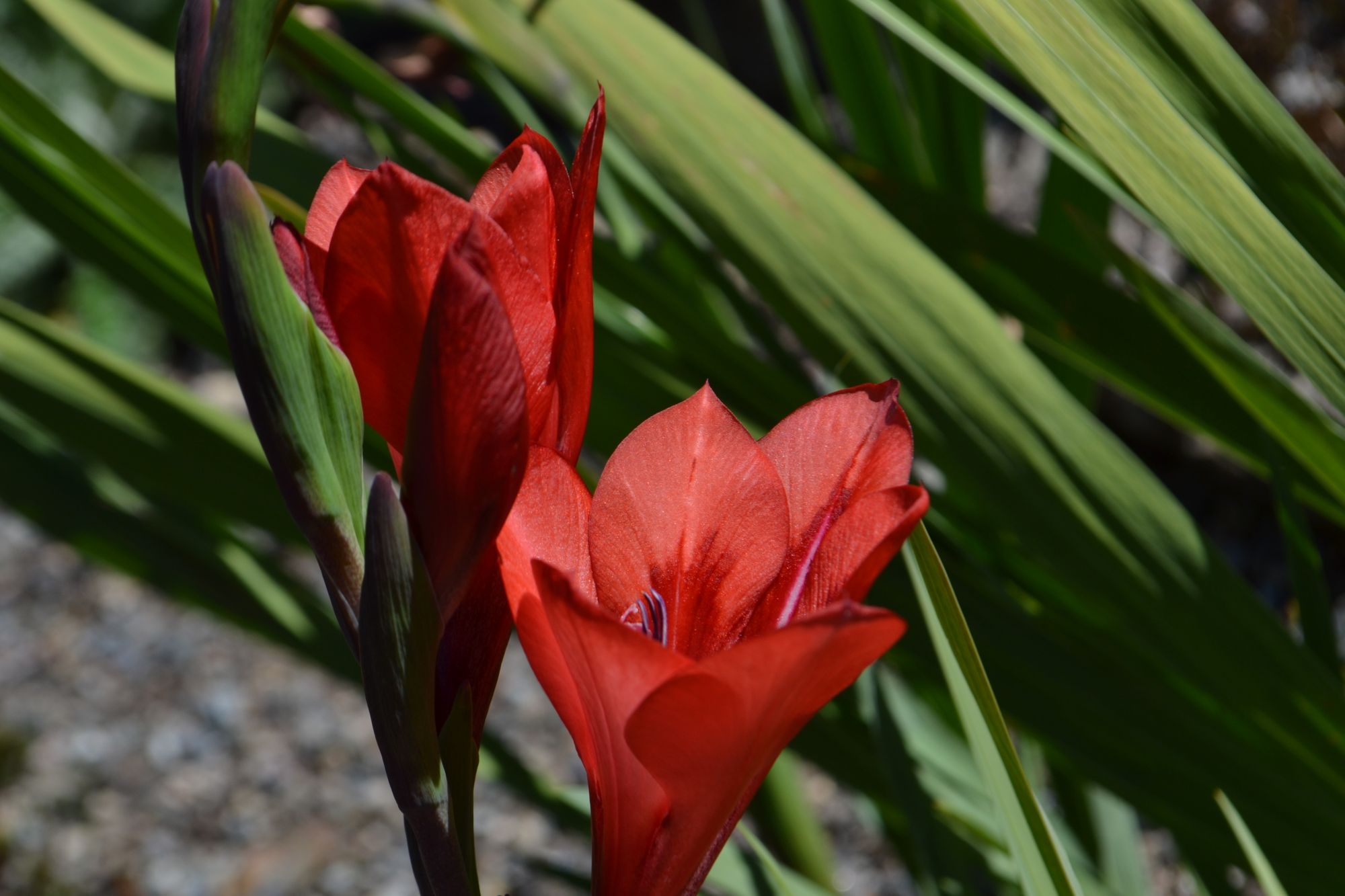 Flanagano kardelis (Gladiolus flanaganii)