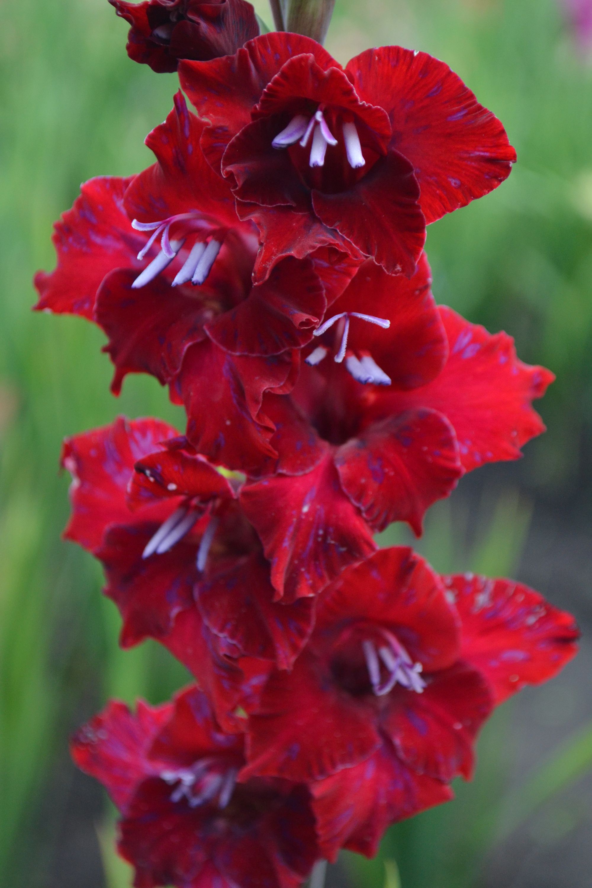 Kardelis 'Mazais Brinums' (Gladiolus hybridus)