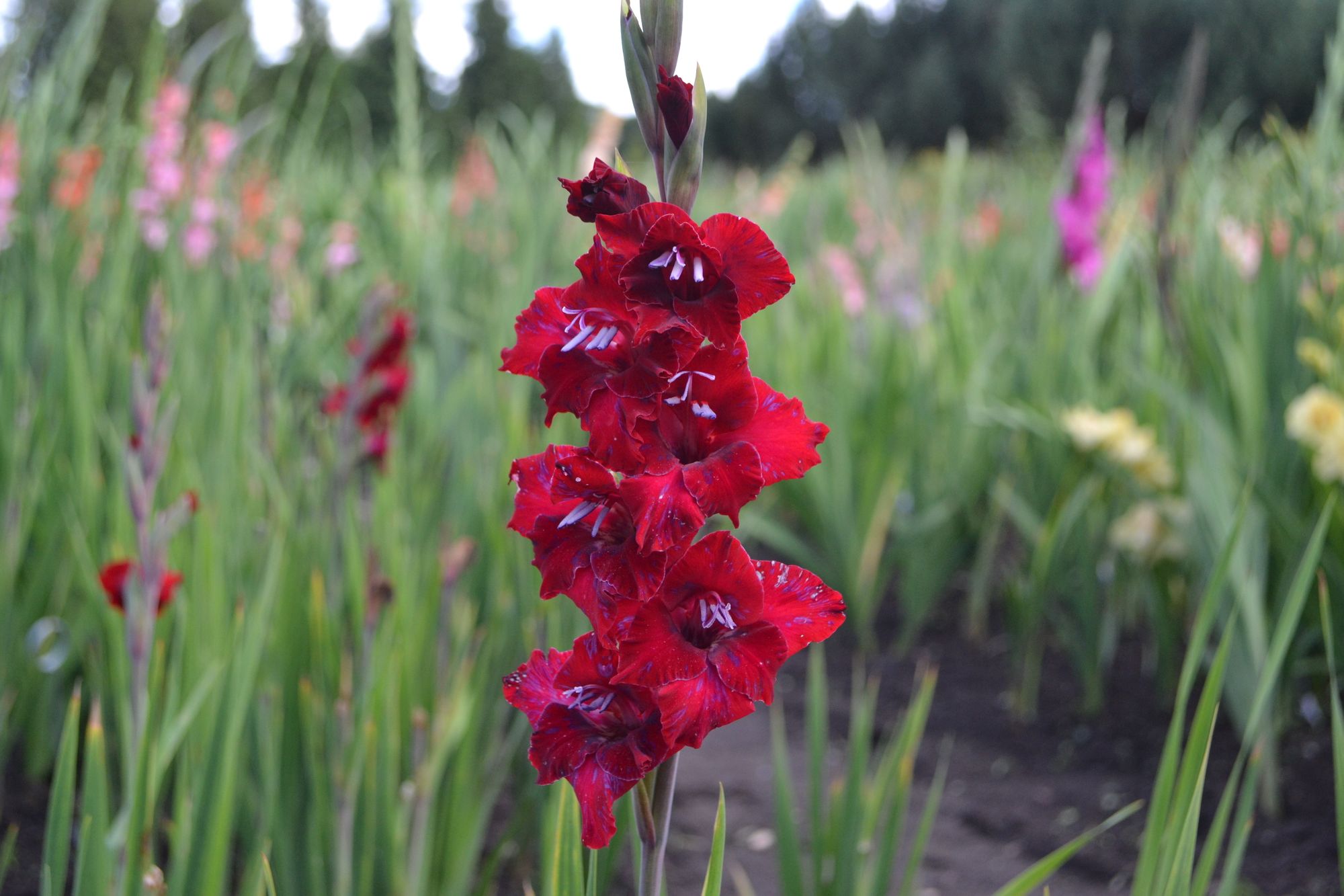 Kardelis 'Mazais Brinums' (Gladiolus hybridus)