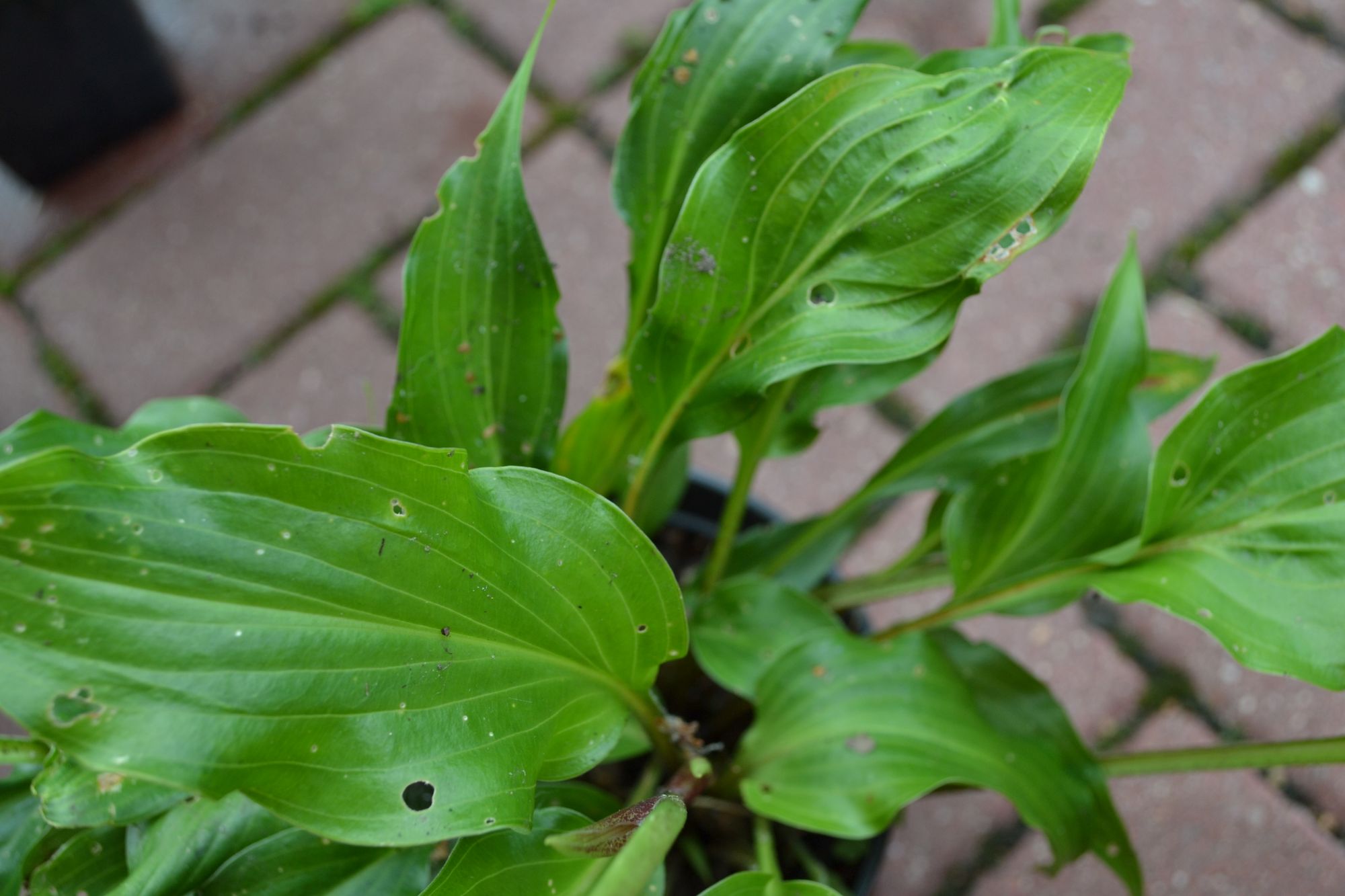 Melsvė 'Raspberry Sorbet' (Hosta hybrida)